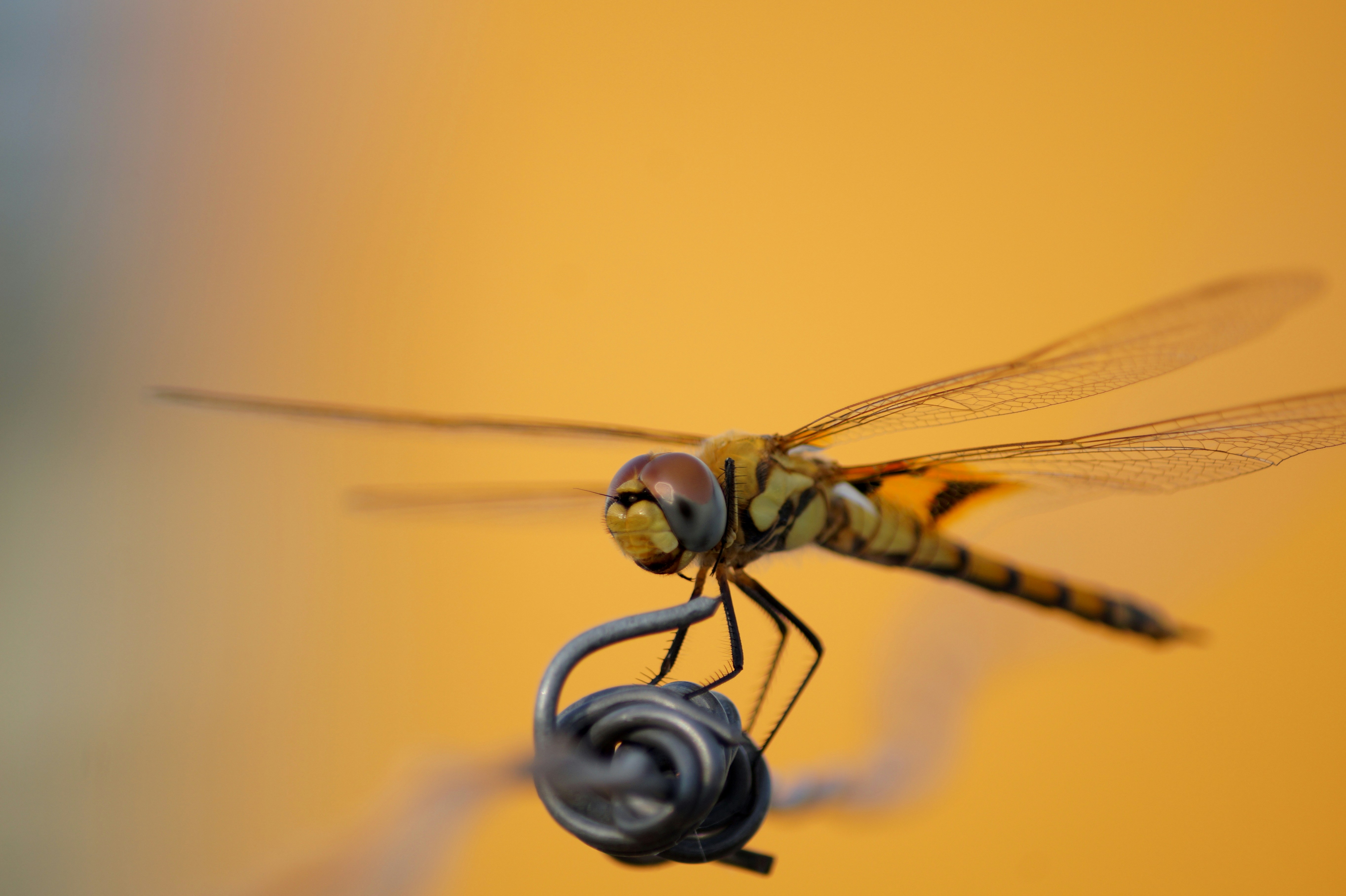 Amber Backdrop, Silver Coil: Dragonfly on a Delicate Perch