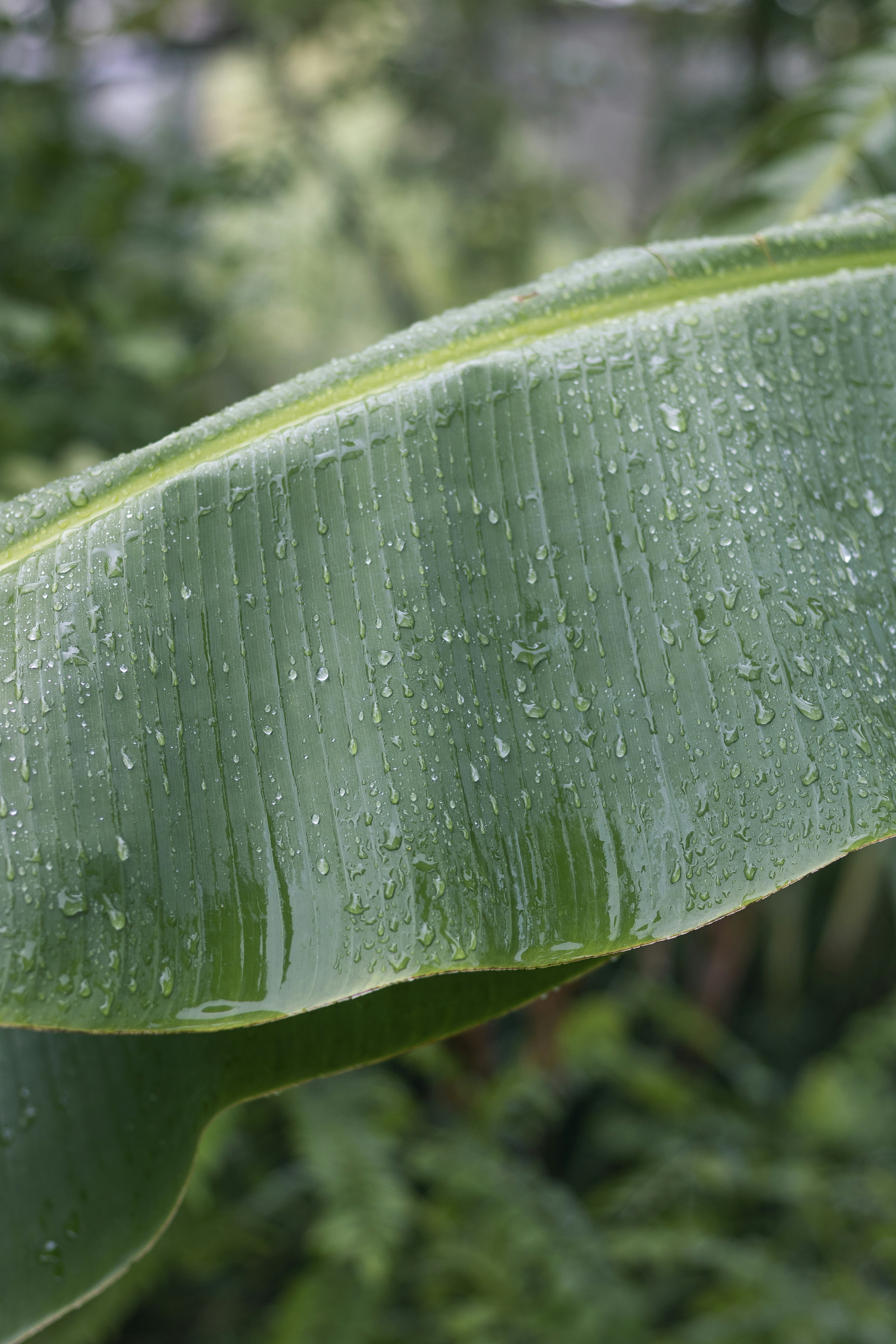 Nature's Crystal Veil