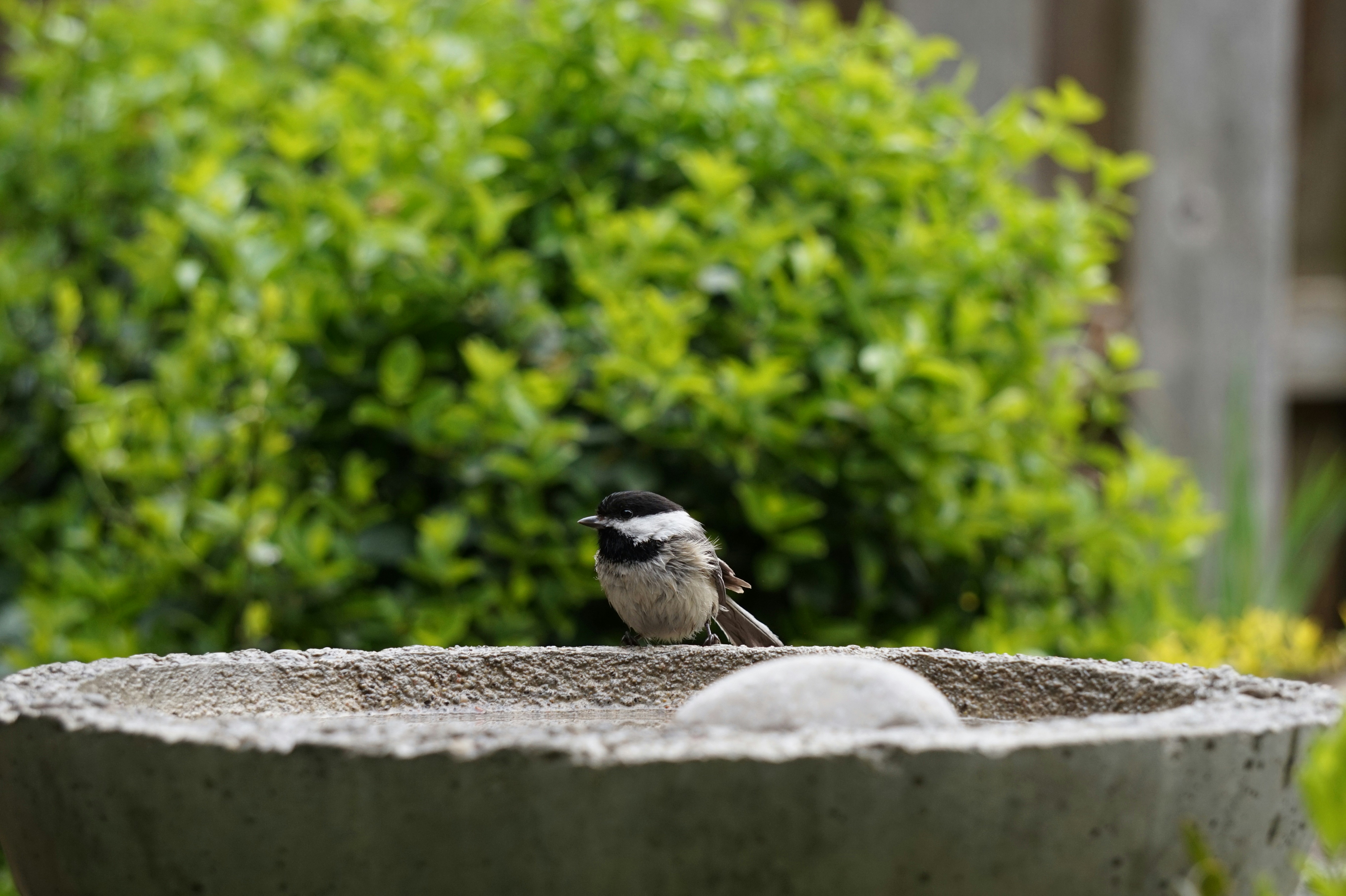 A small bird perched on the edge of a stone birdbath surrounded by lush greenery.