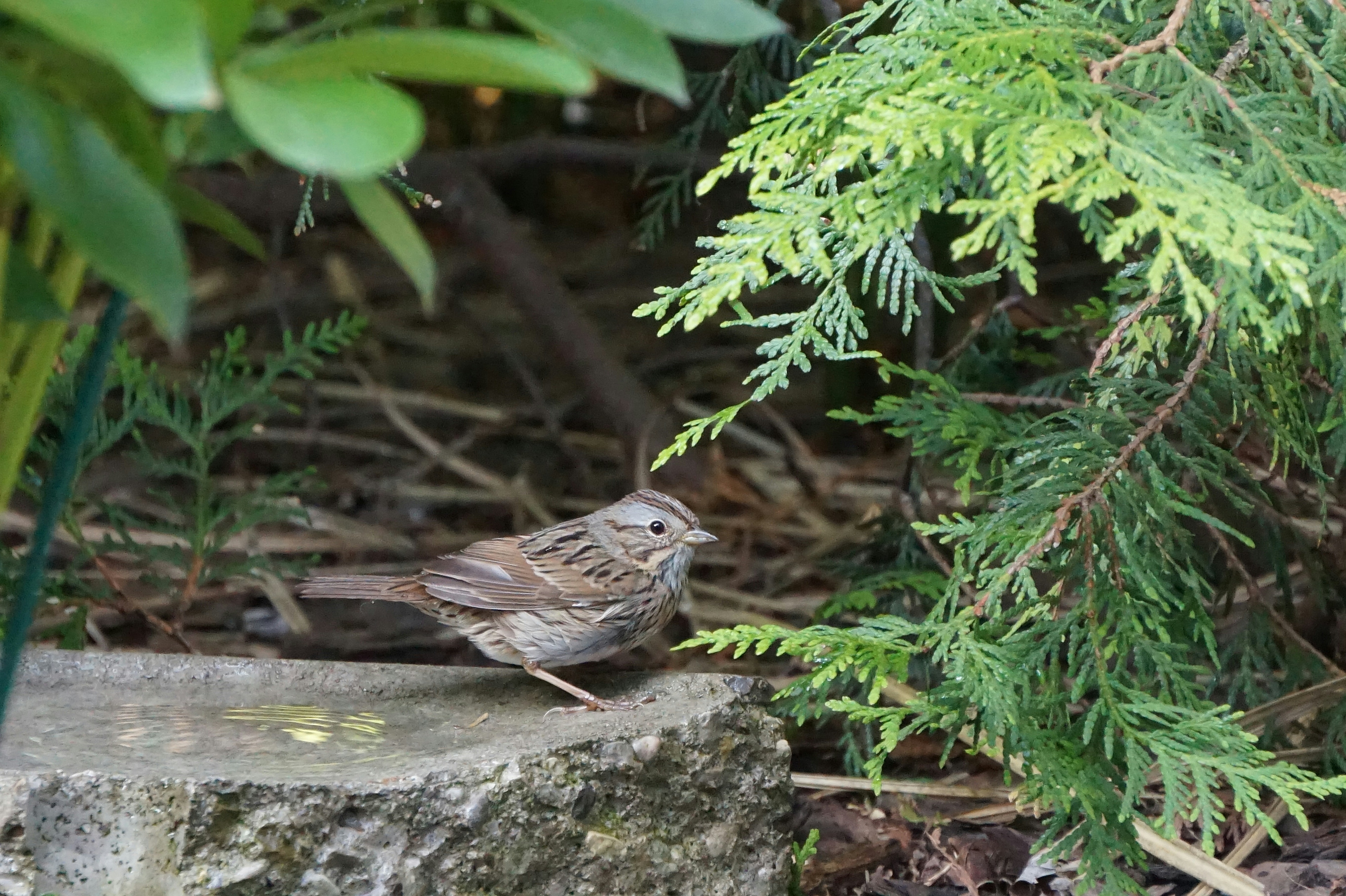 Whispering Sparrow on a Weathered Step Among Ferns