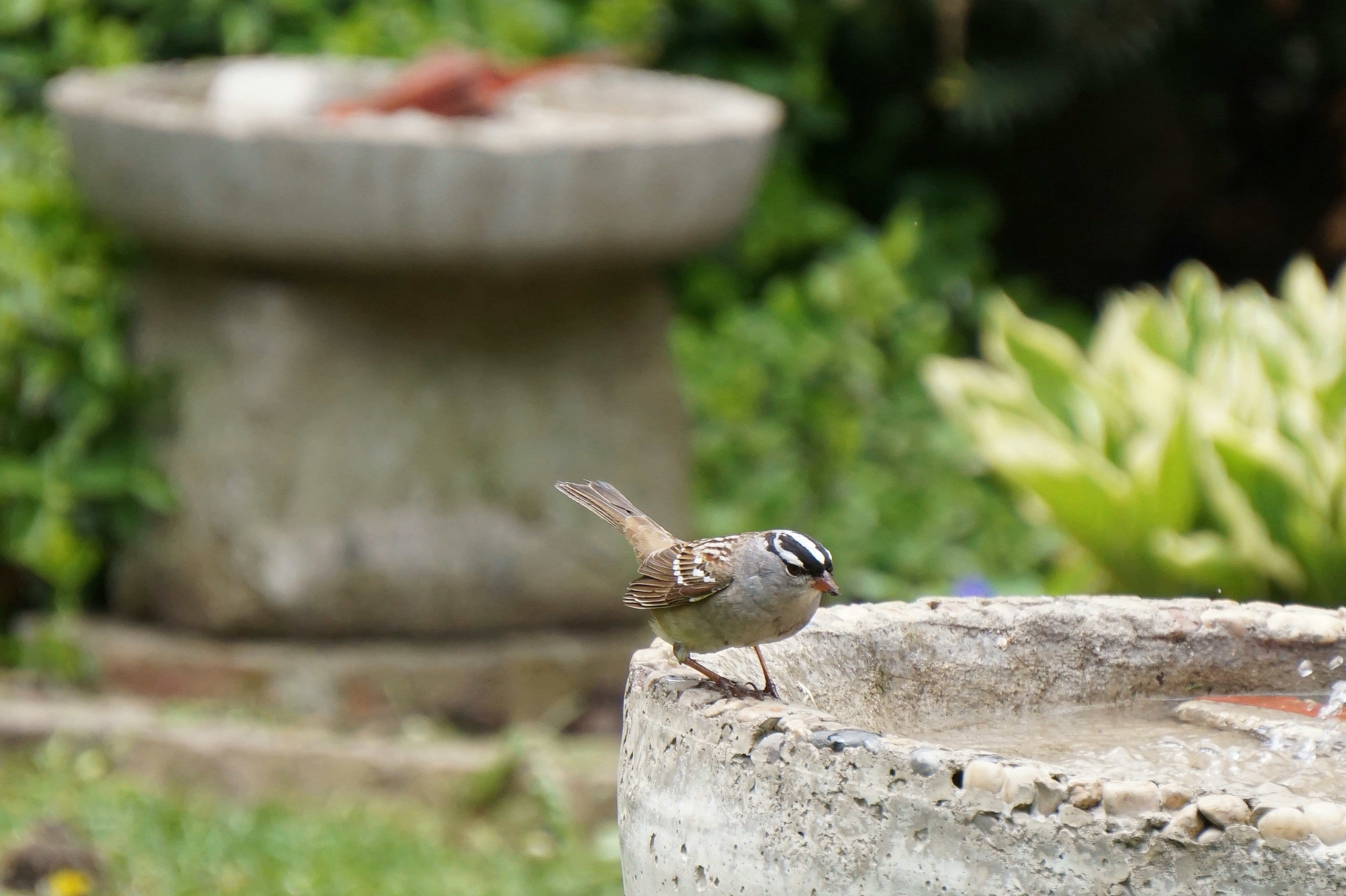 Nature's Serenity: A Moment at the Birdbath