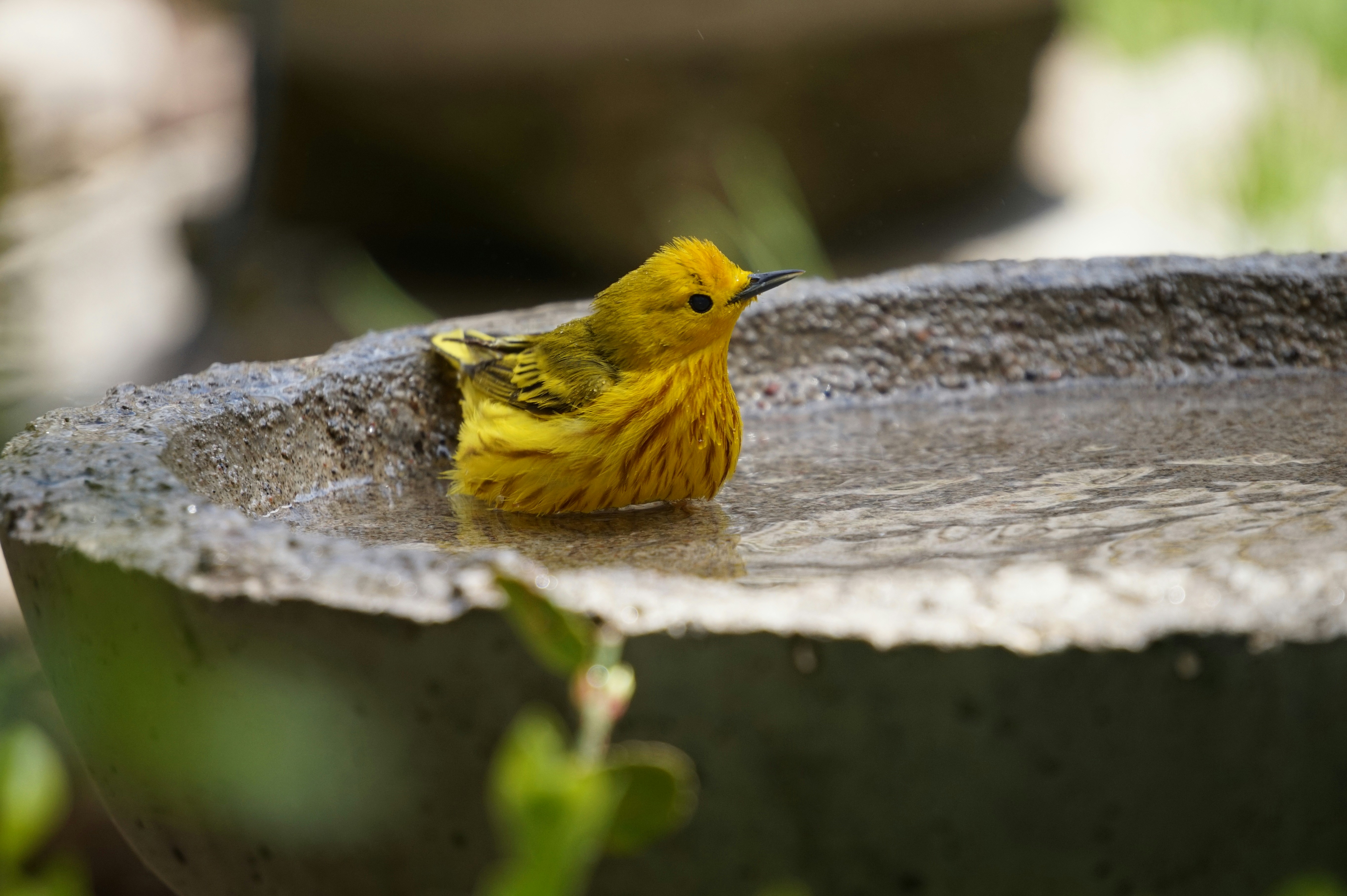 Golden Warbler in a Shallow Waterscape