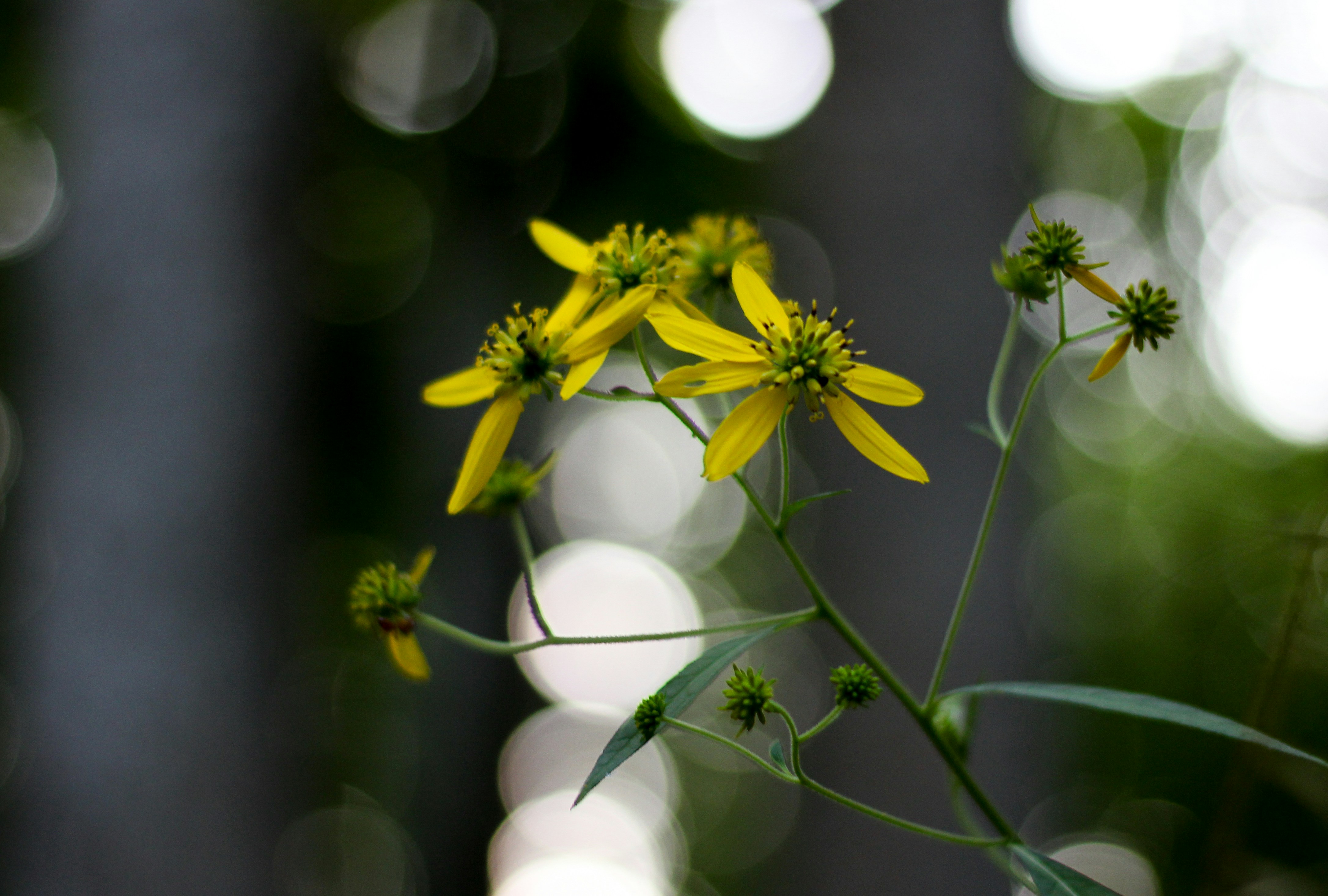 Sunlit Yellow Blooms Set Against a Velvet Forest Blur