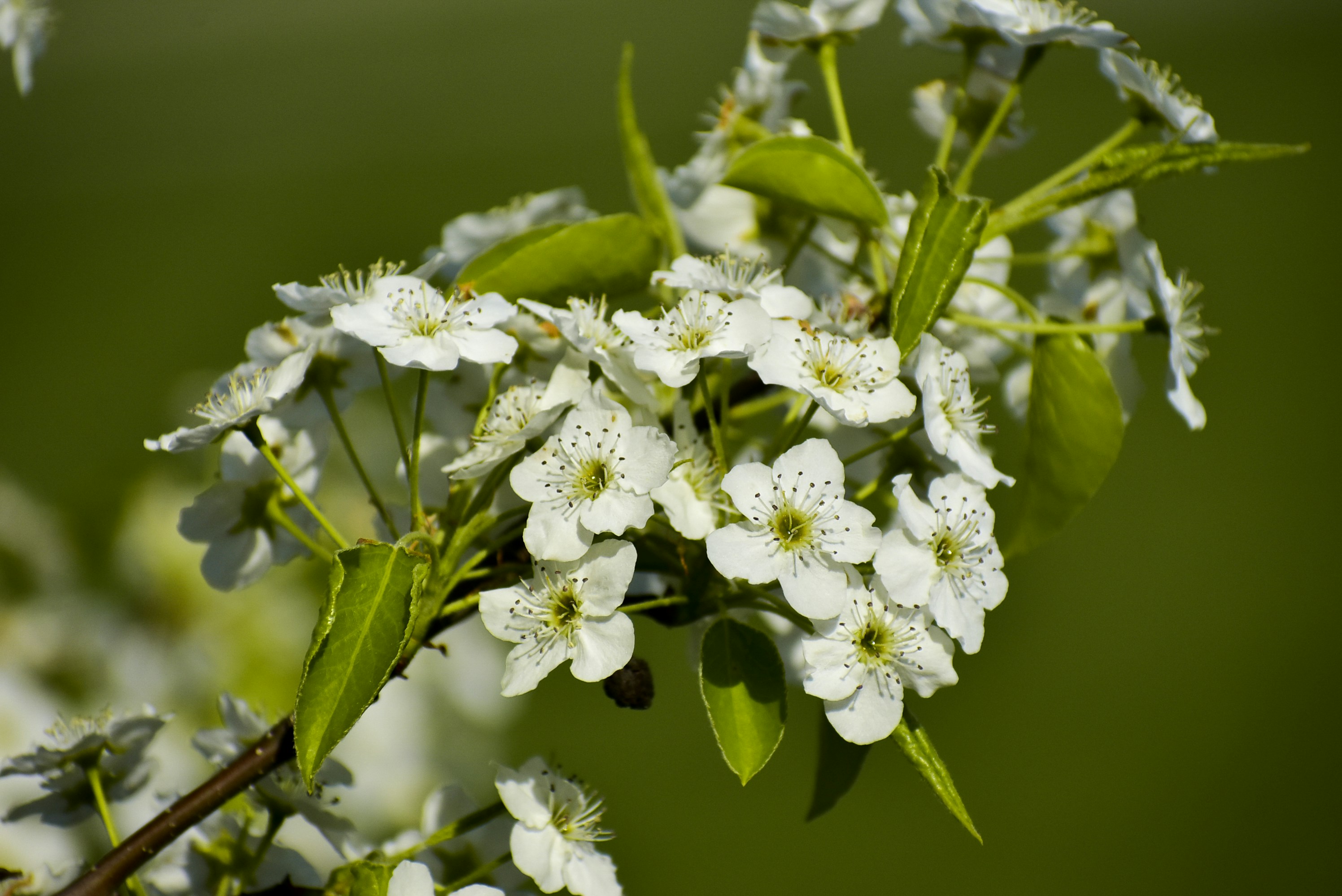 Spring Echo: White Blossoms Framed by a Blur of Green