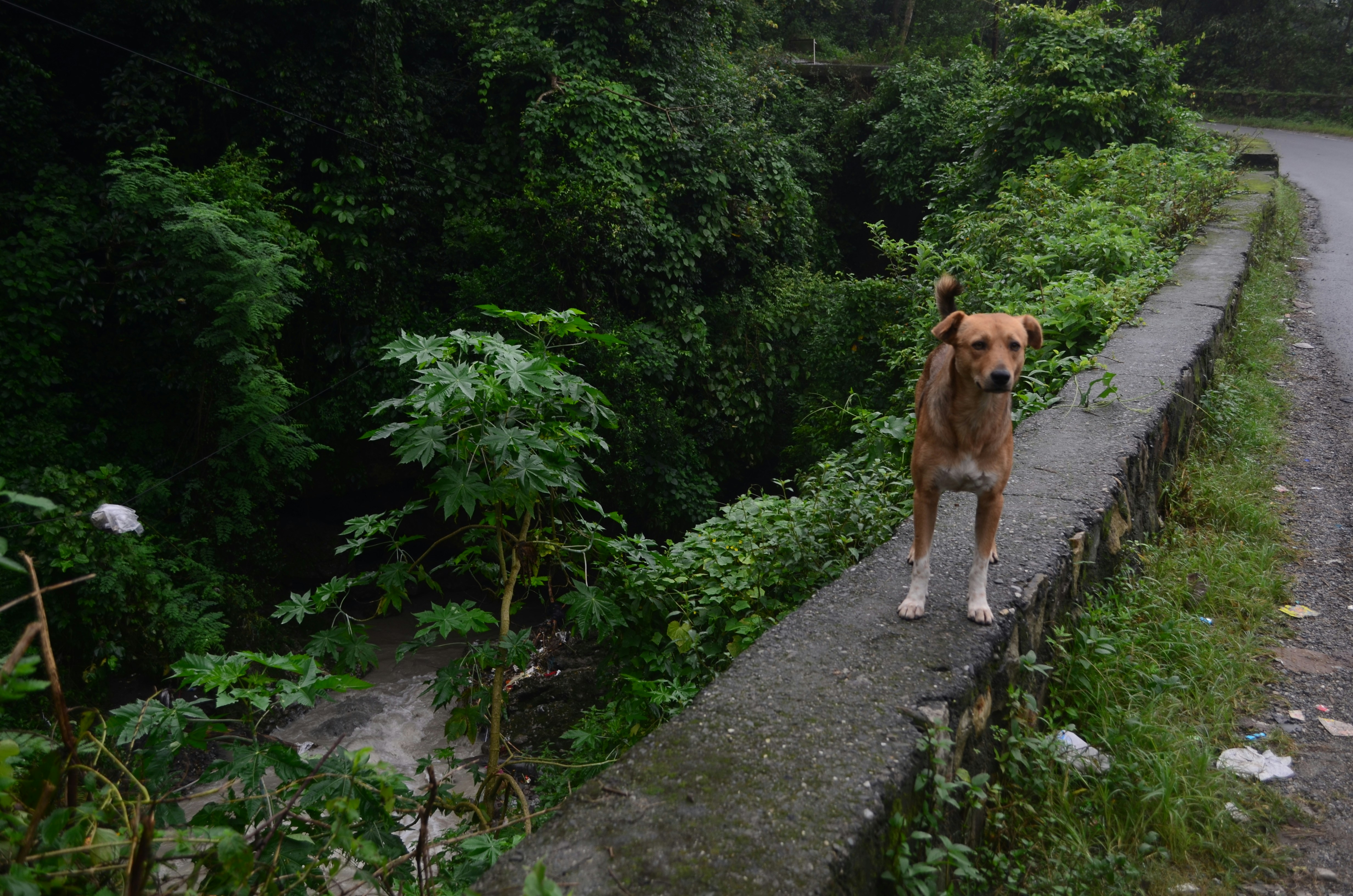 Brown short coated dog walking on pathway photo – Free Indie dog Image ...