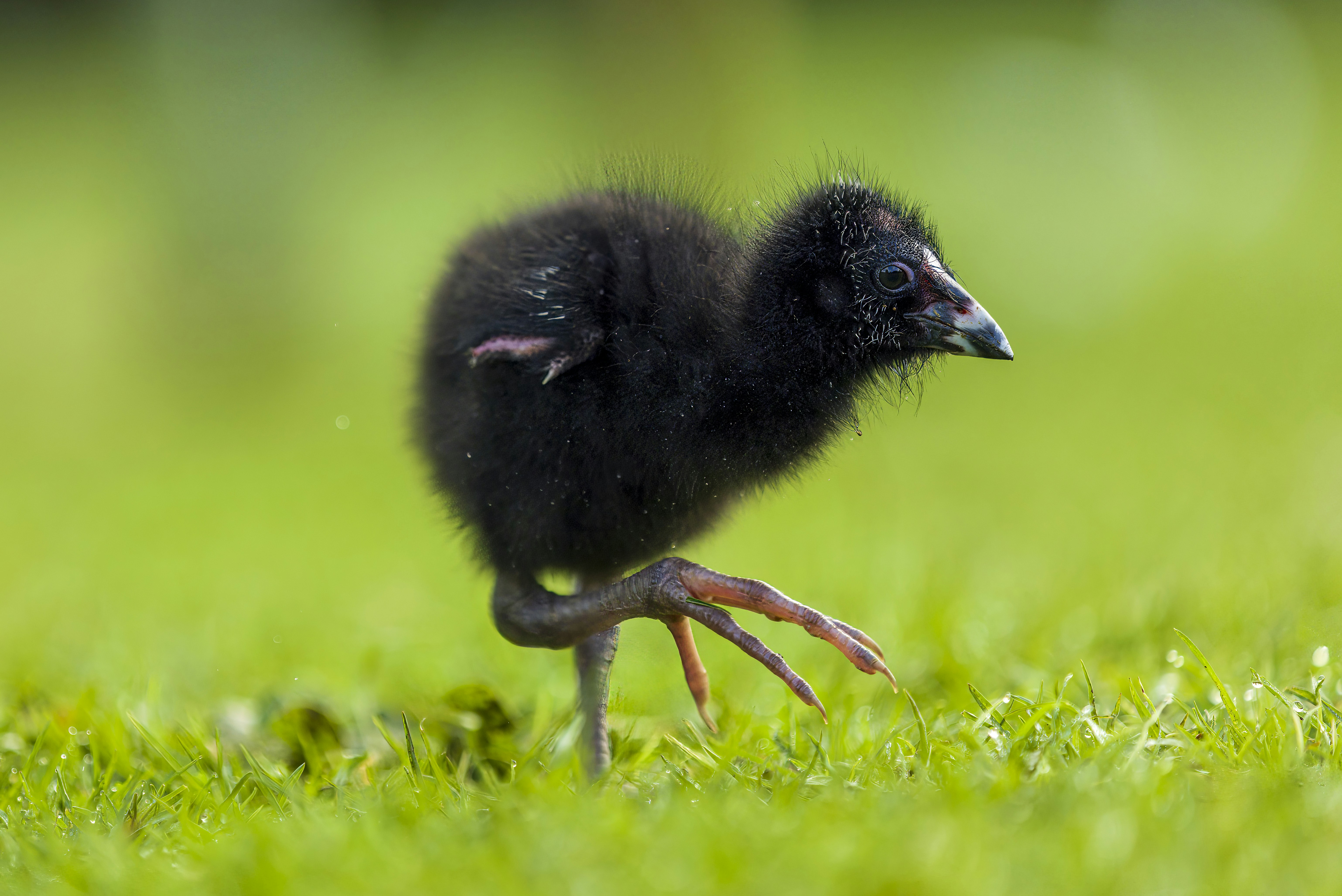 Shall we call this little Pukeko, "Little Foot"?