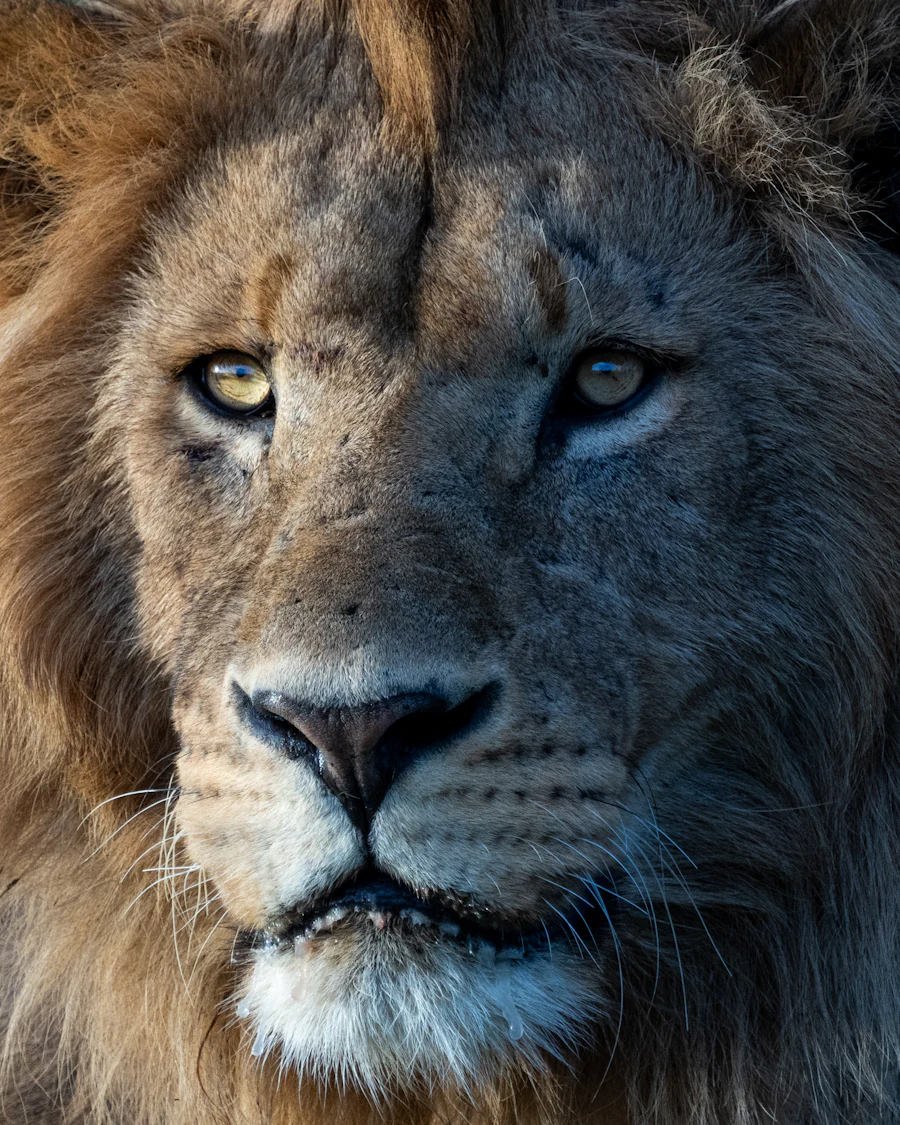 Close-up portrait of a male lion facing forward with a full mane and intense amber eyes. The frame is filled by the lion’s face and whiskers.