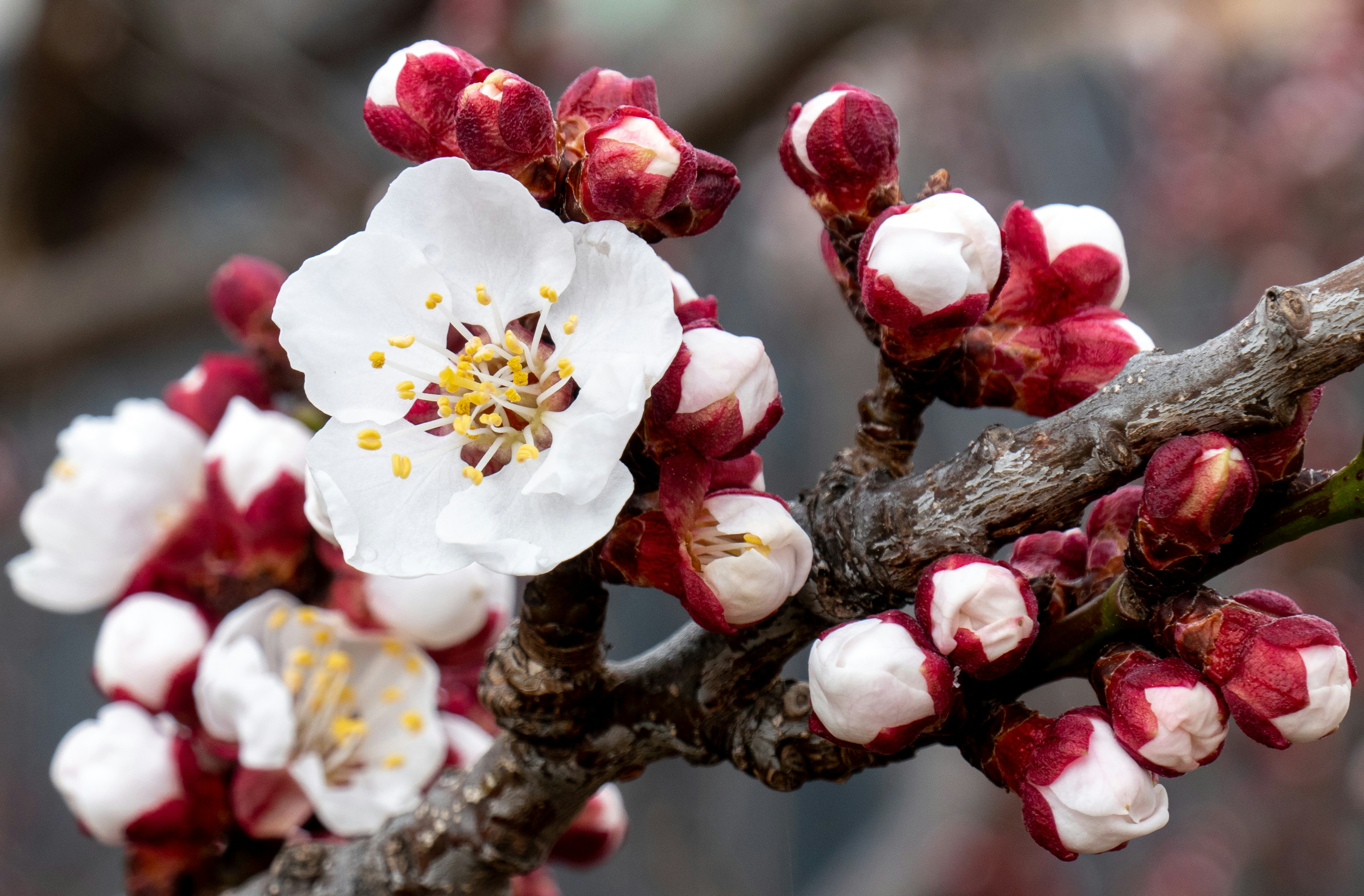 Macro photograph of white blossoms with pink-tinged buds on a textured, weathered branch. The shallow depth of field highlights the central bloom while the background remains softly blurred.
