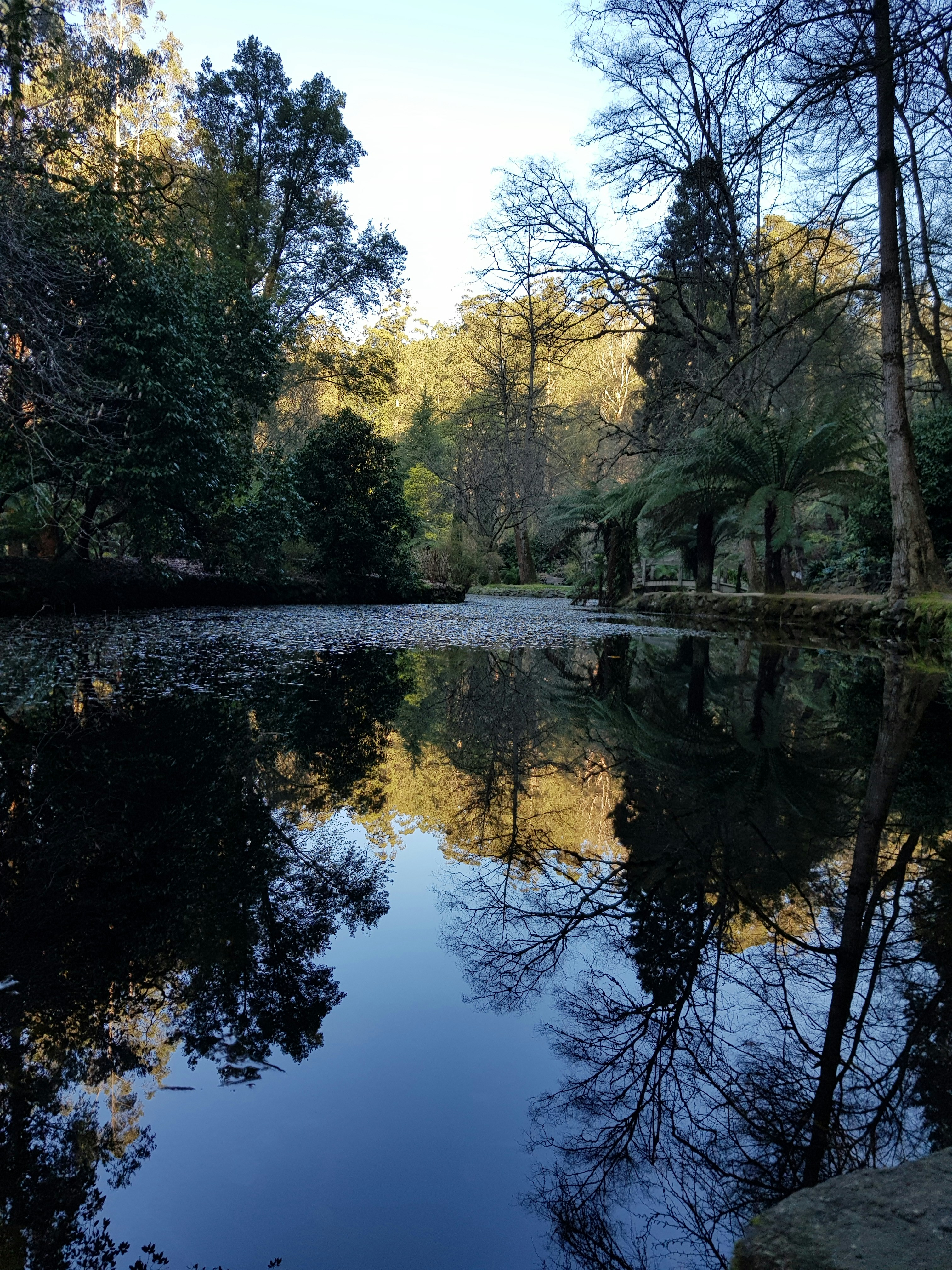 Mirror Pines on a Quiet Park Pond