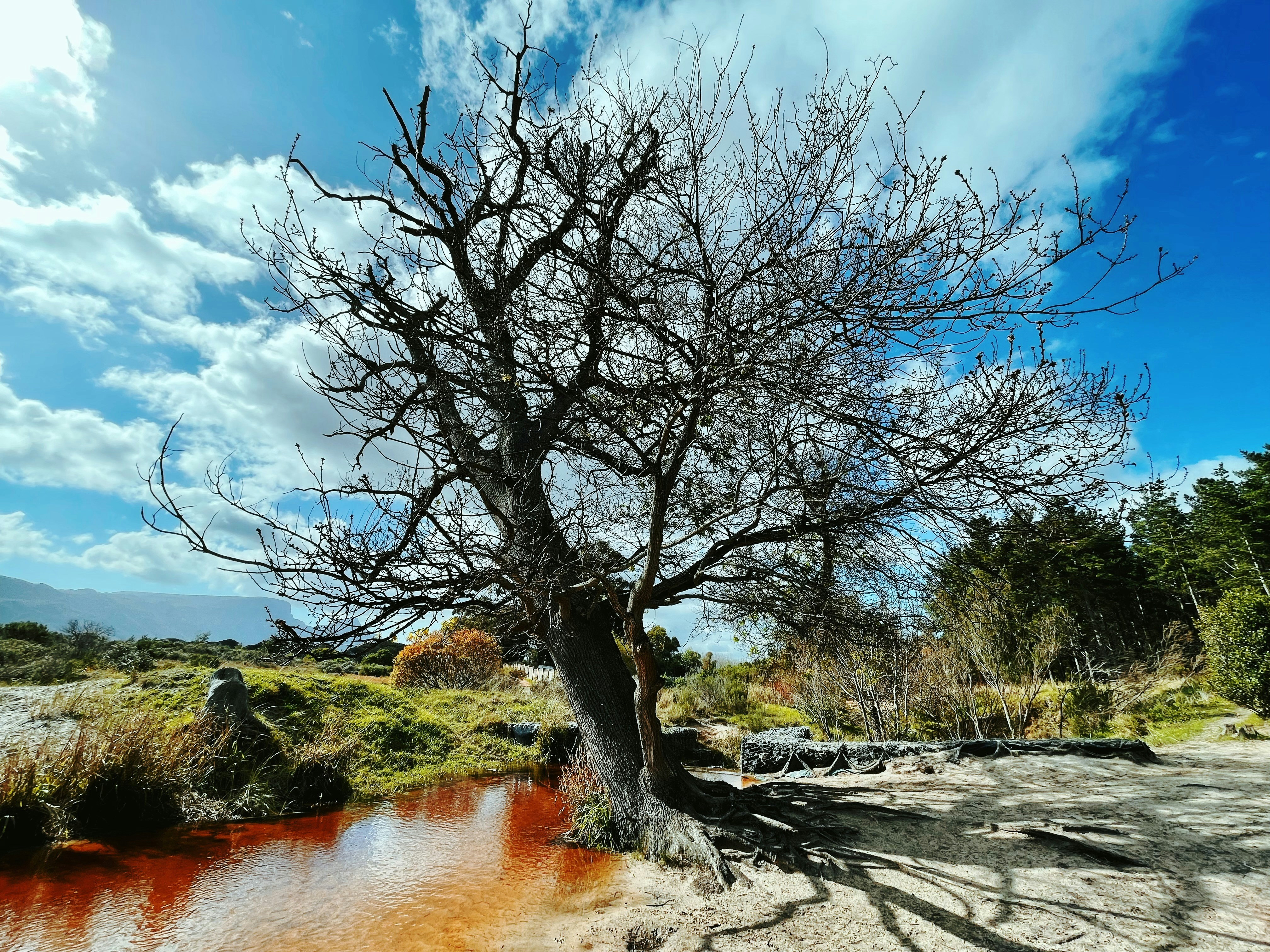 Tokai ForestSimon Barber