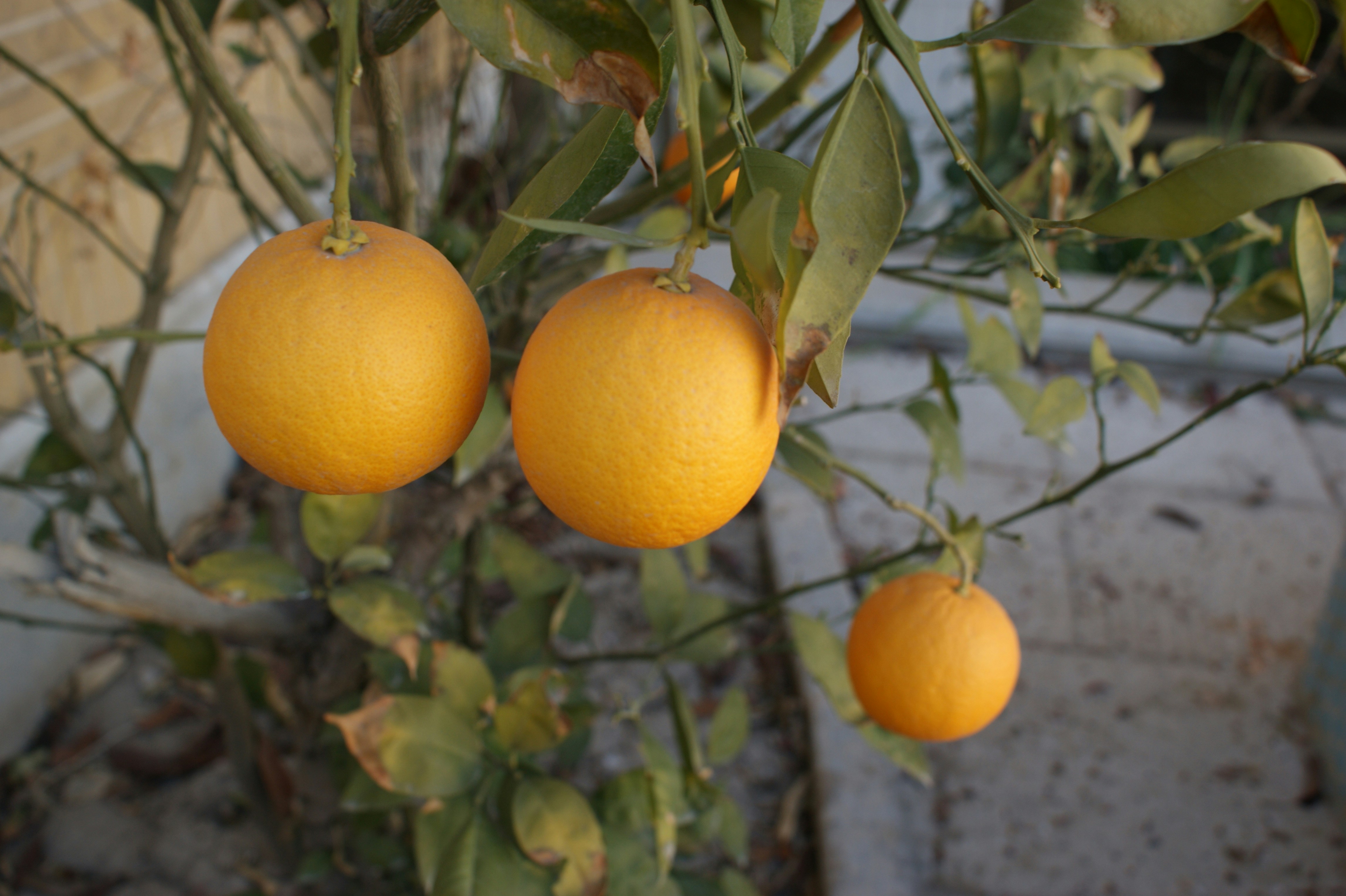 orange fruits on tree during daytime