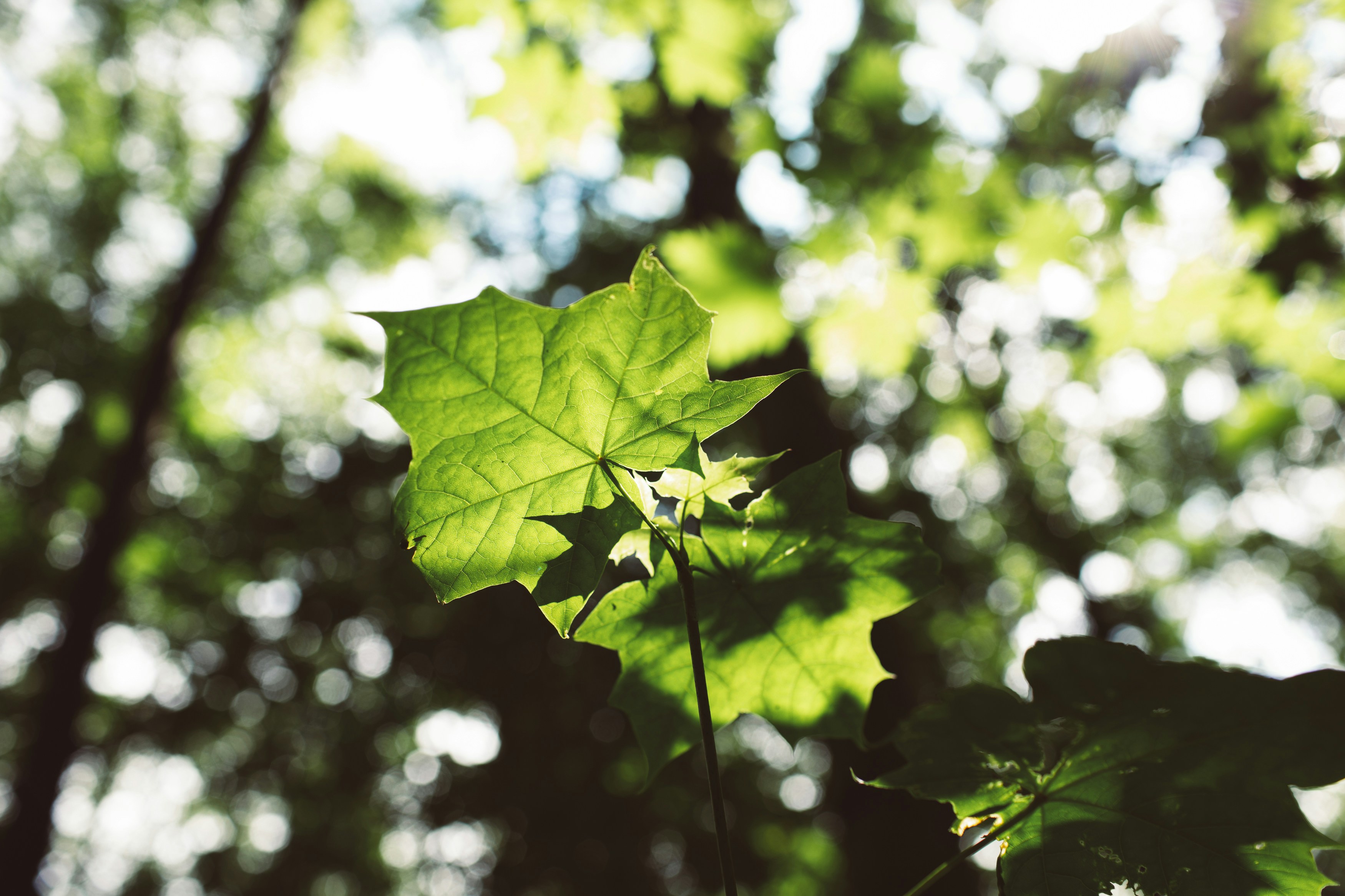Backlit green maple leaves against a blurred forest backdrop, showcasing intricate details and vibrant hues.