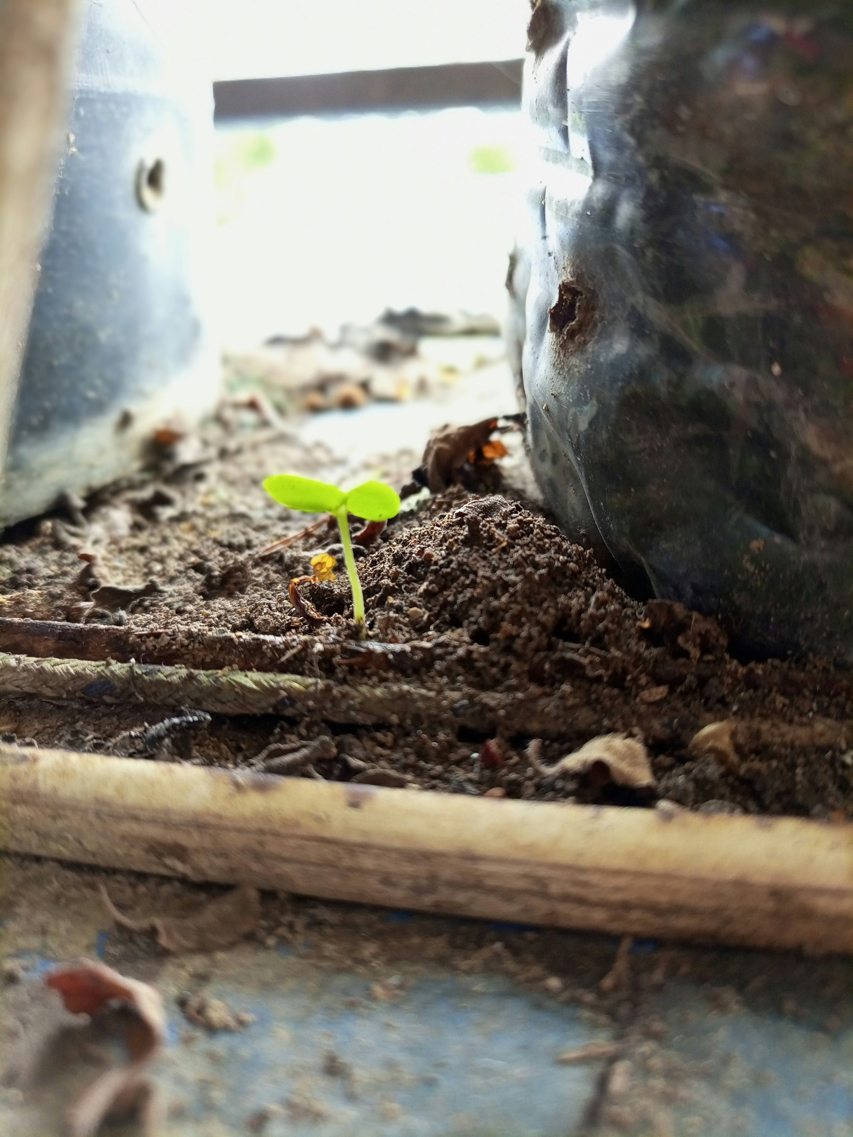Sprout Between Metal Edges: A Tiny Seedling’s Quiet Breakthrough