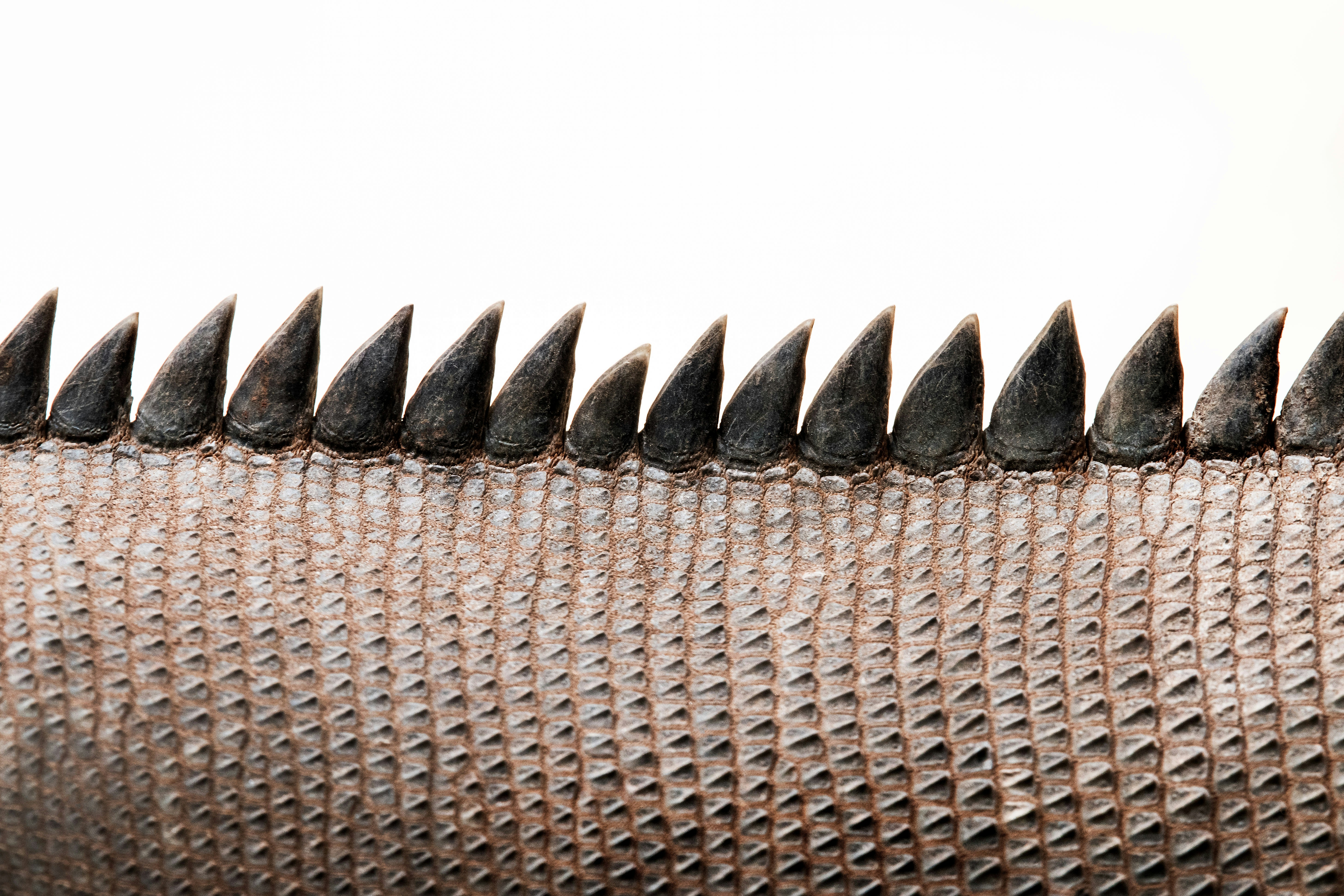 Close-up of reptilian scales showcasing sharp, pointed ridges along a textured surface.