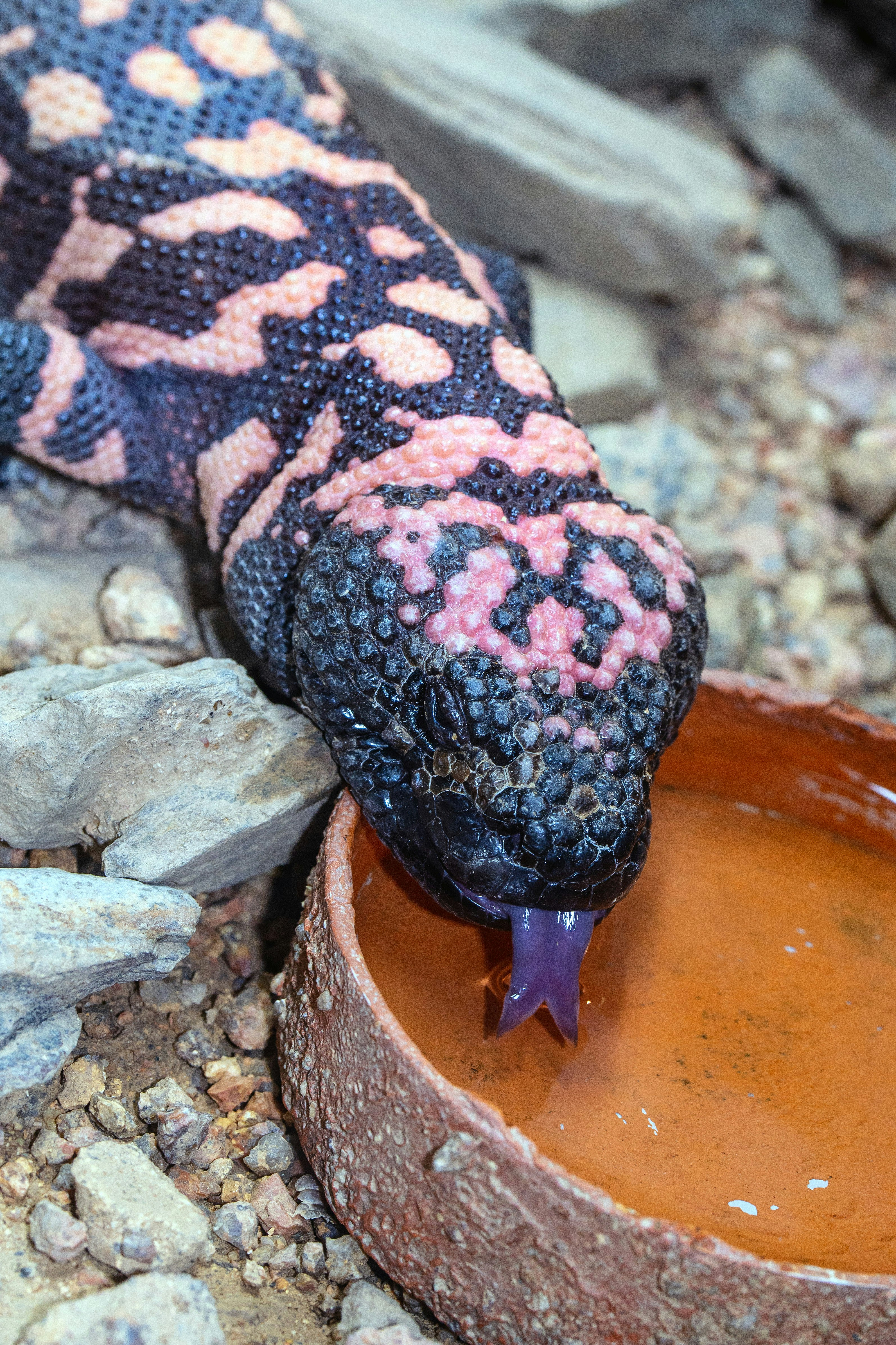 Lava-scale headfeeding: a salamander with violet tongue at a clay bowl