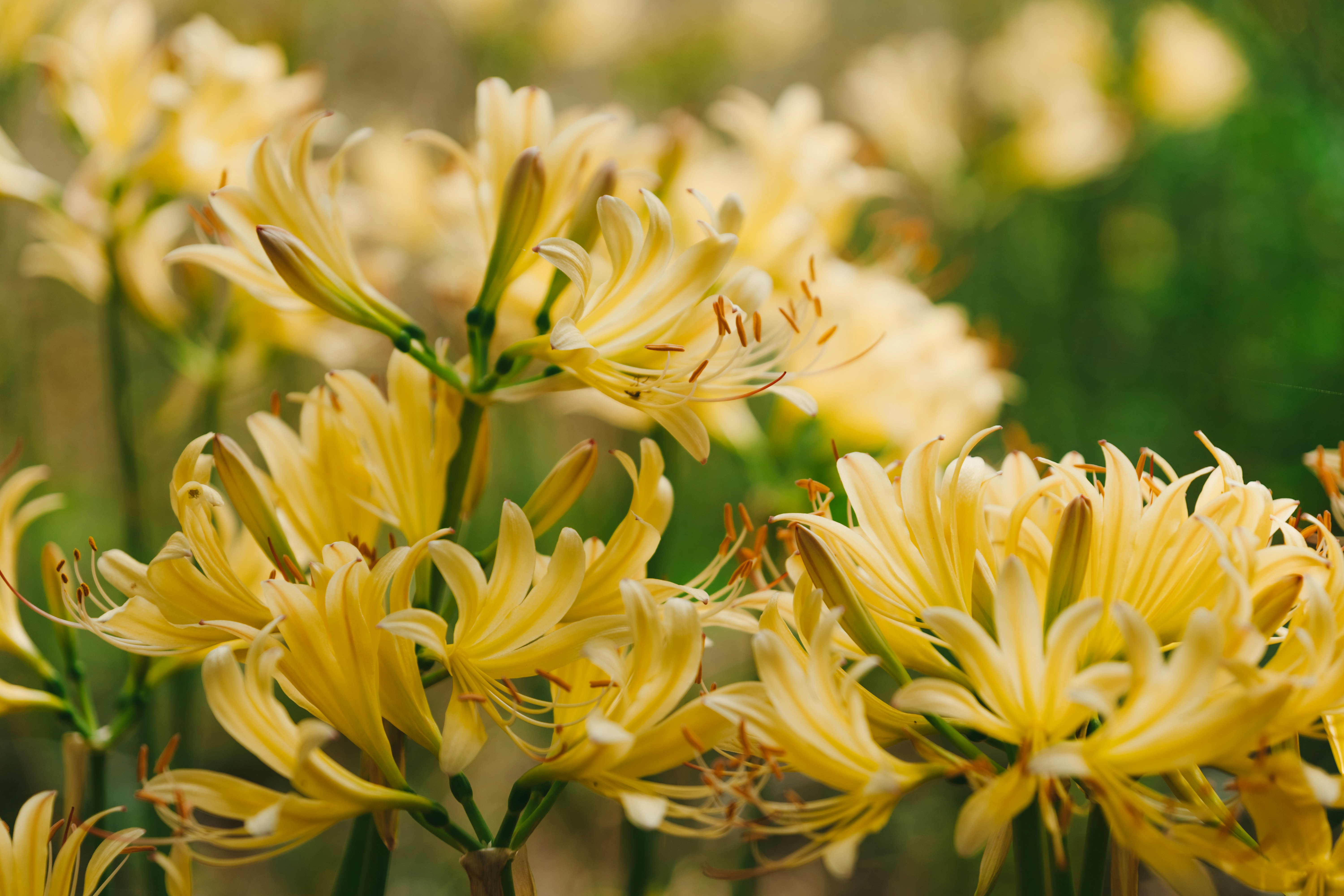 Golden bloom chorus in soft garden light