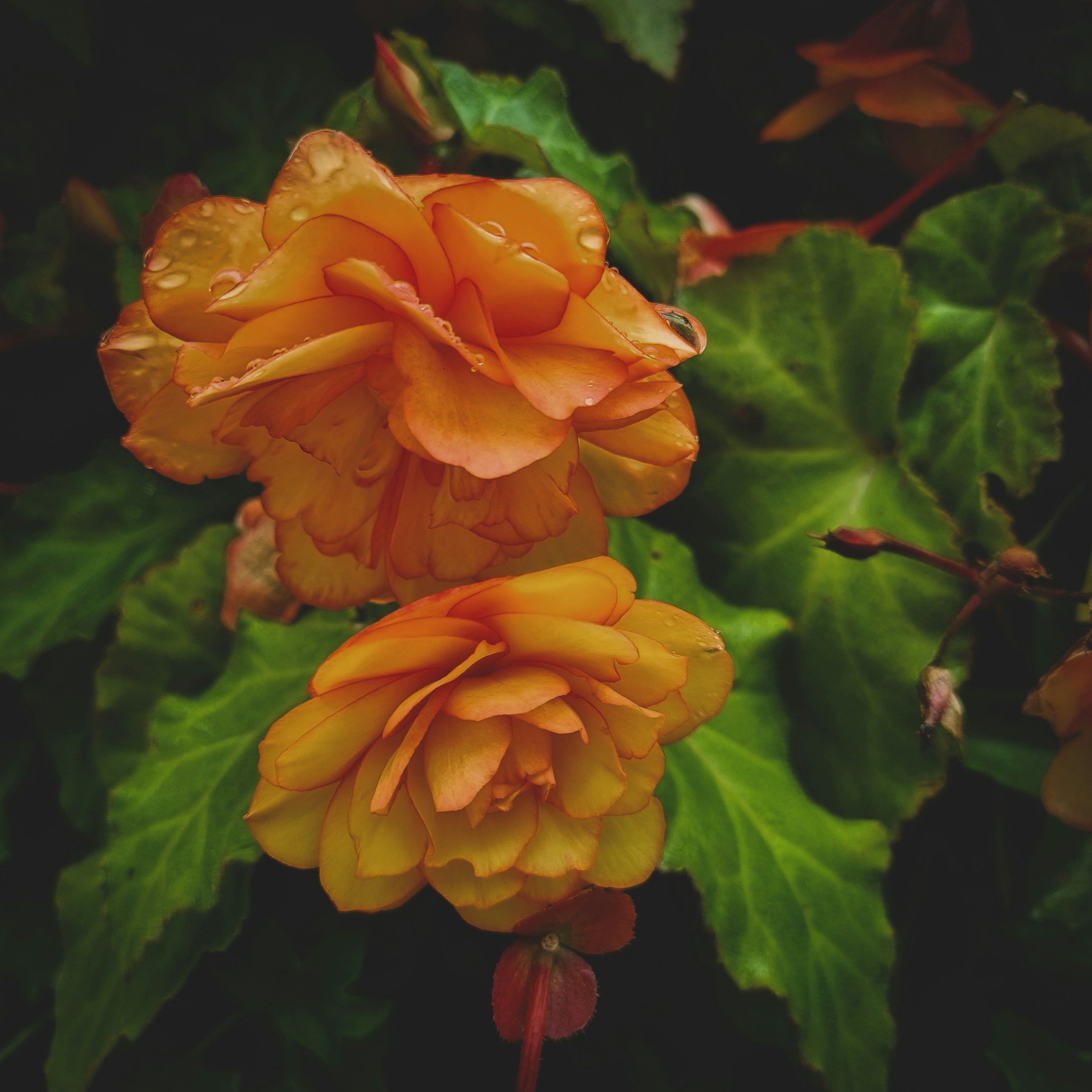 Close-up photograph of orange begonia blossoms with glossy green leaves and dew droplets. The shot emphasizes natural texture and subtle backlighting against a dark background.