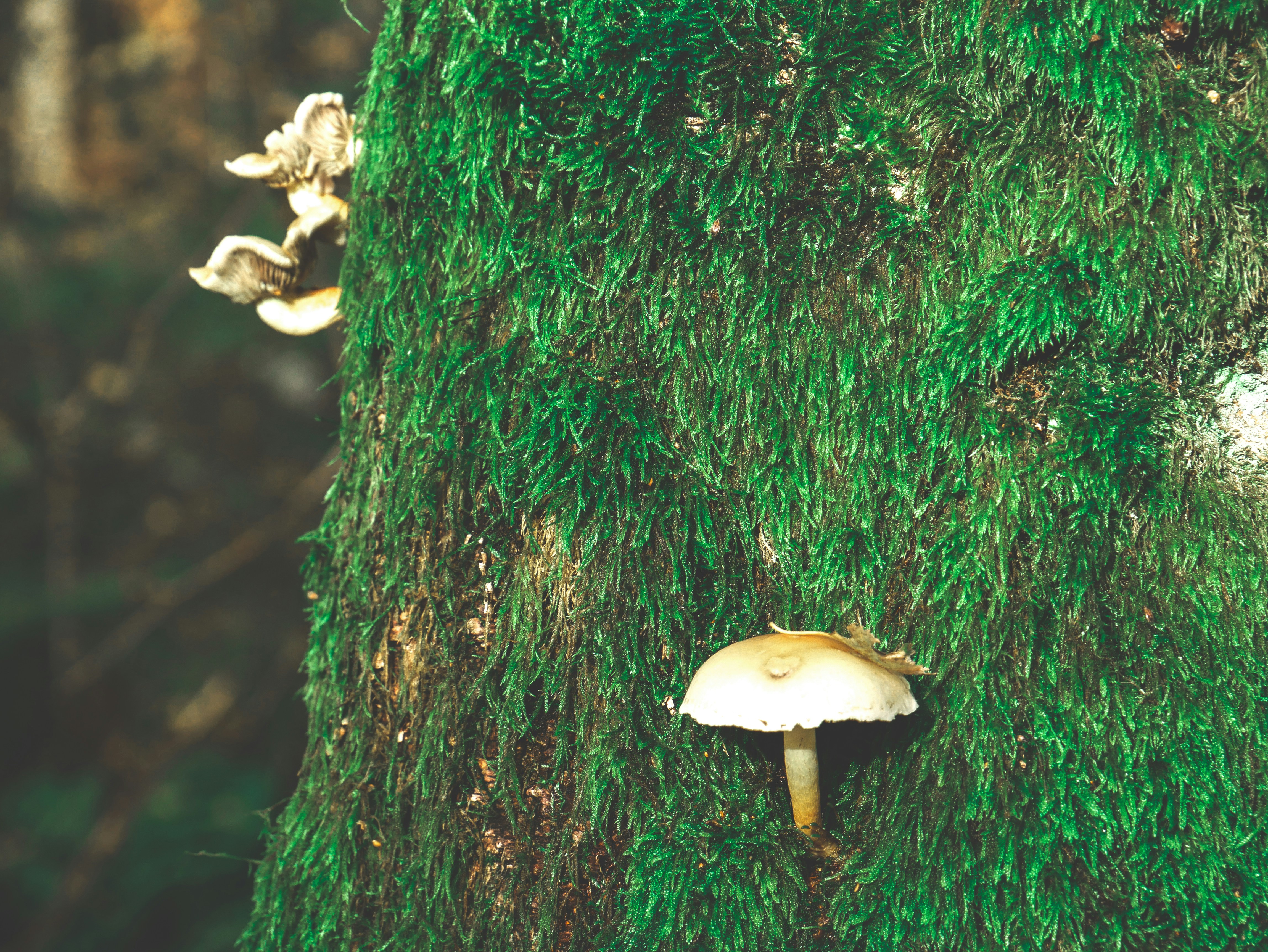 white mushroom on green moss
