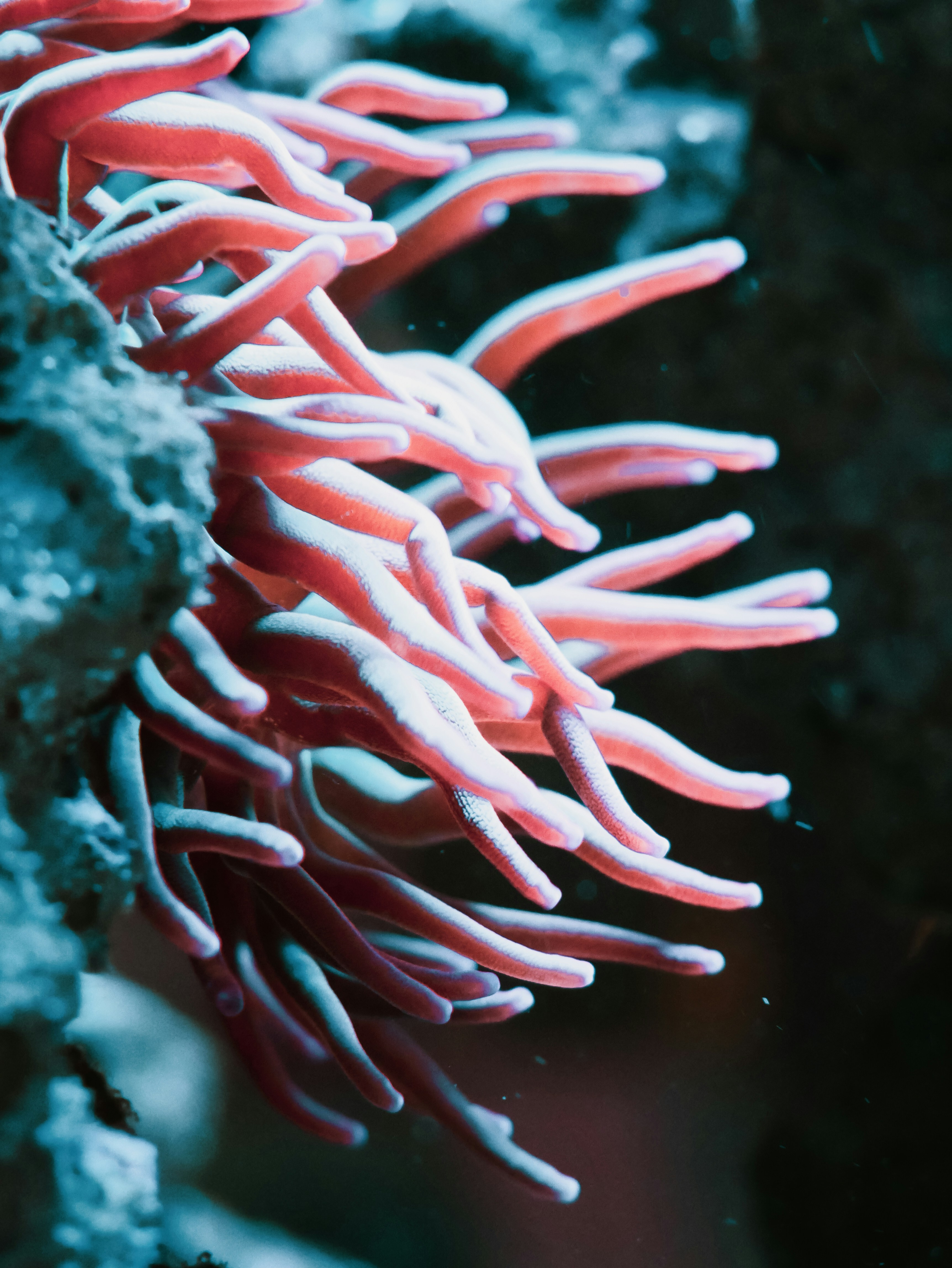 Red and white sea creature photo – Free Pacific ocean Image on Unsplash
