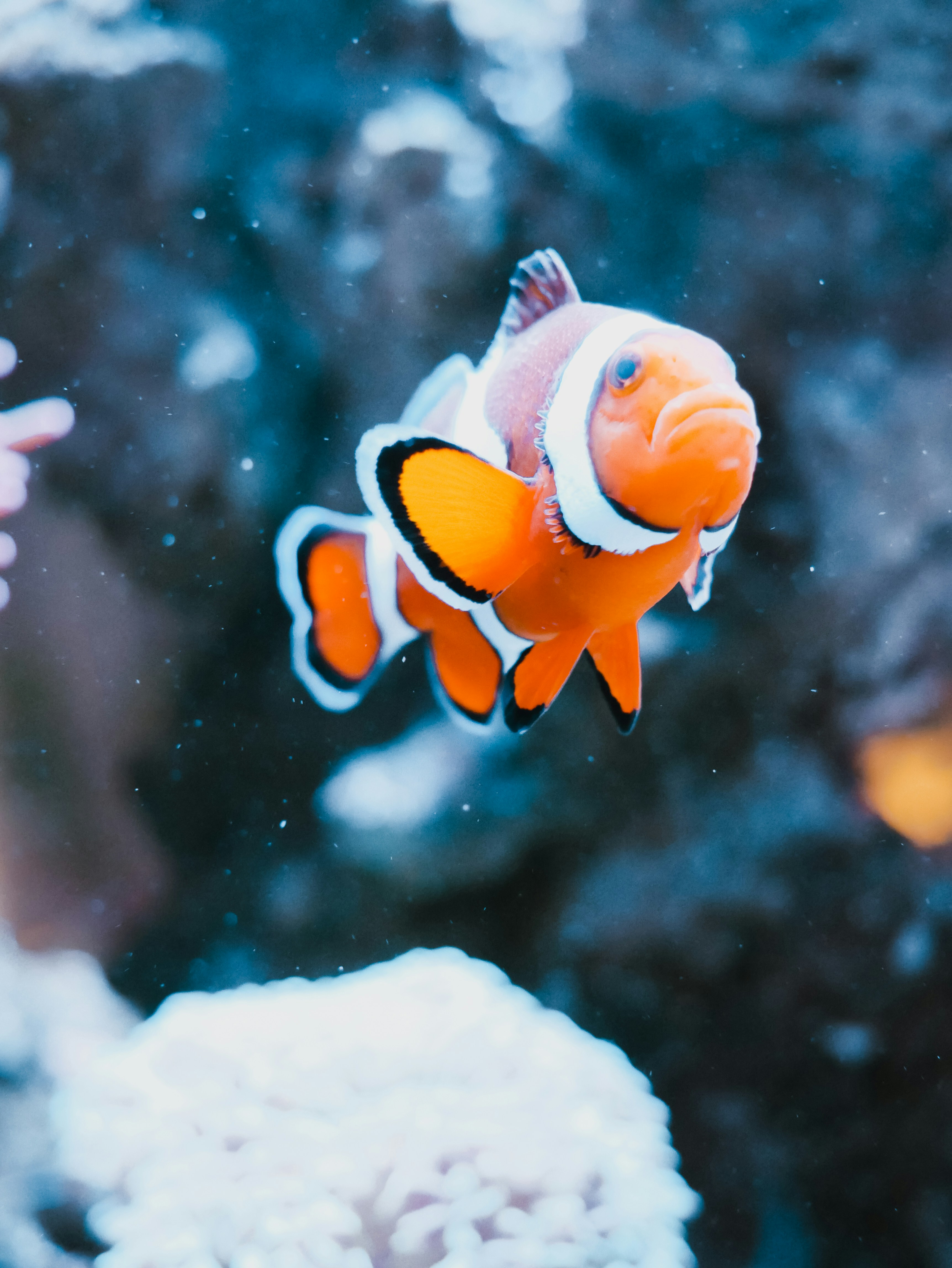 Clownfish swimming gracefully among coral in a vibrant aquarium setting.