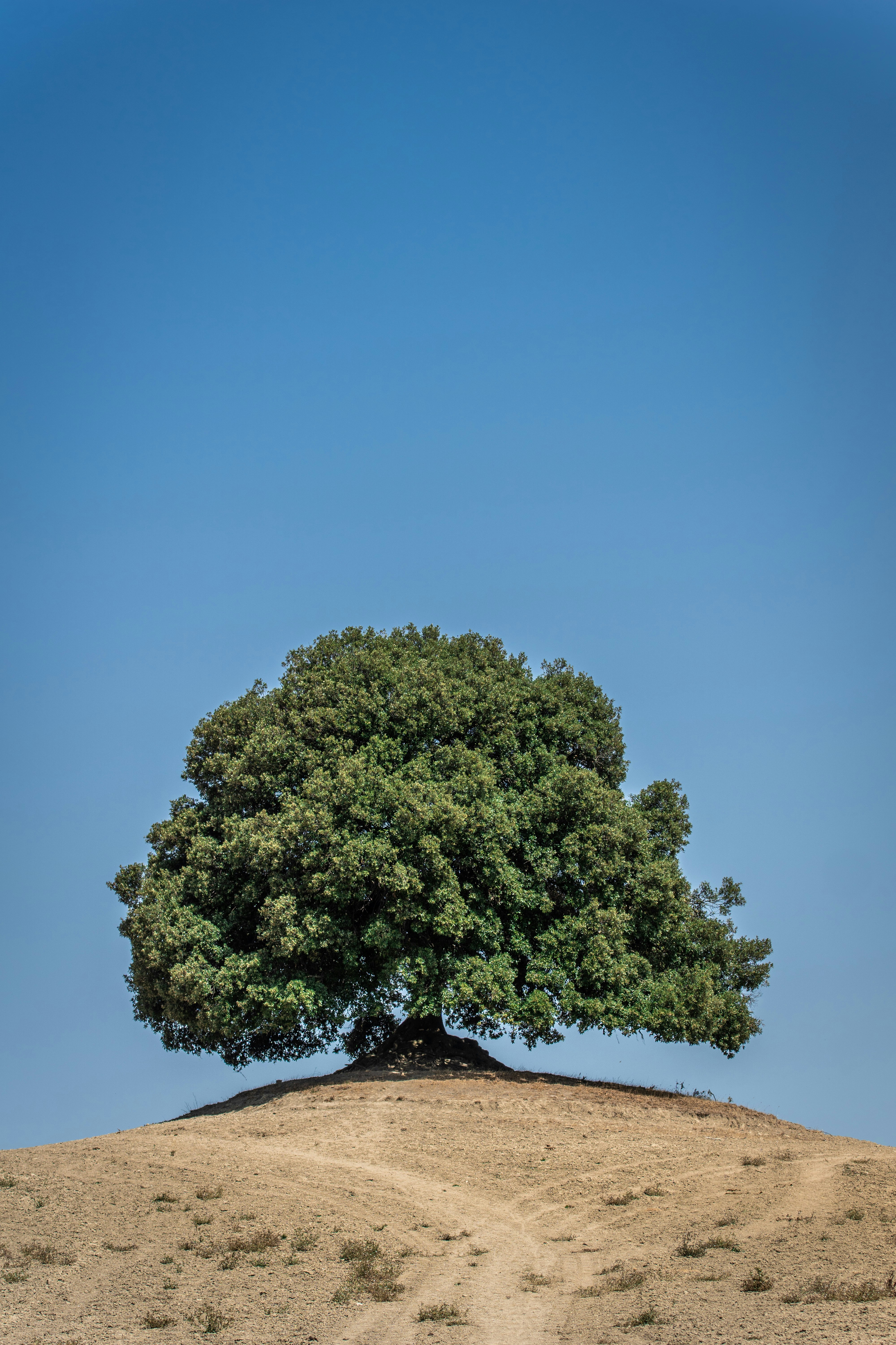 Solitary Sentinel: The Guardian of the Hill