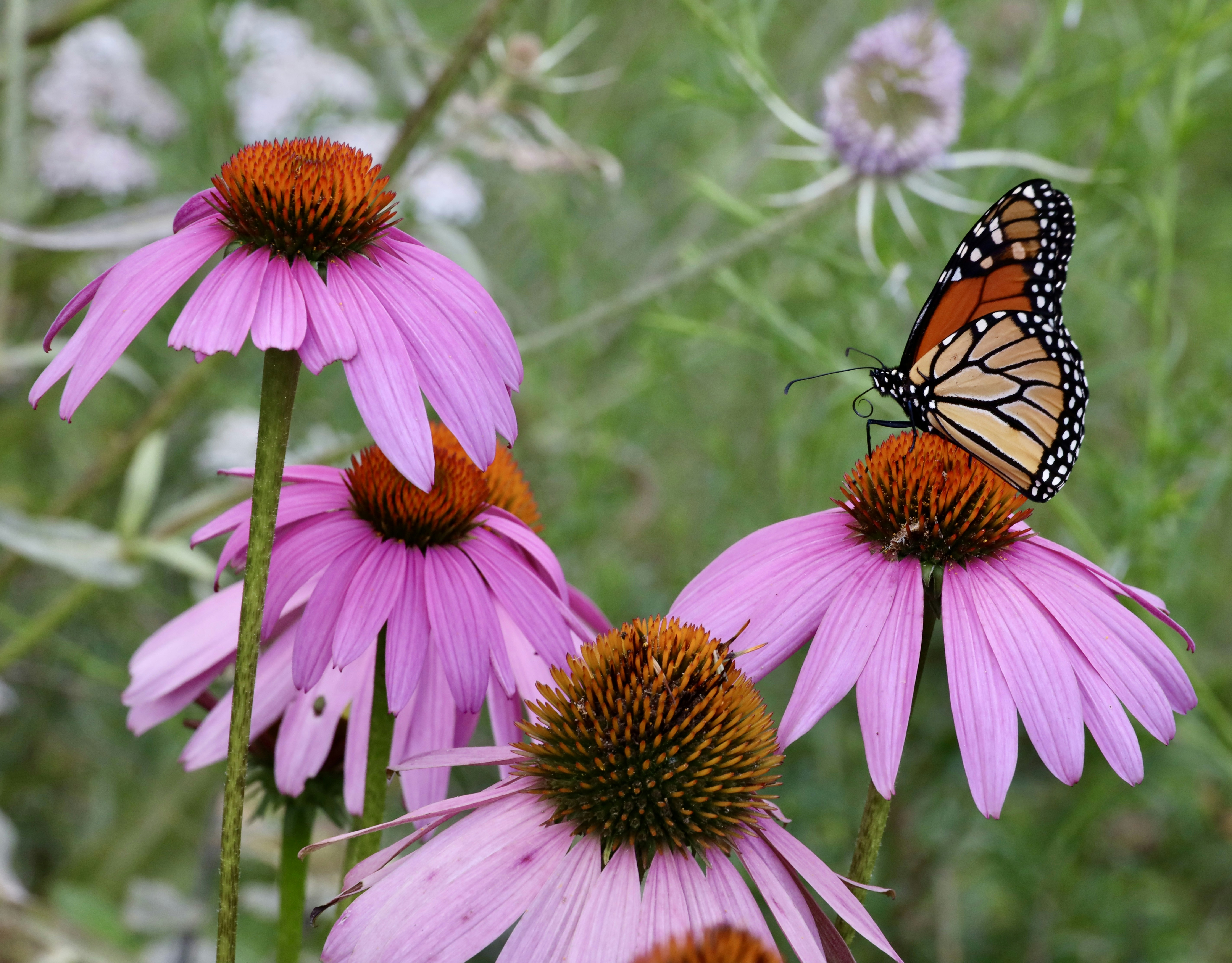 Vibrant Harmony on Coneflowers