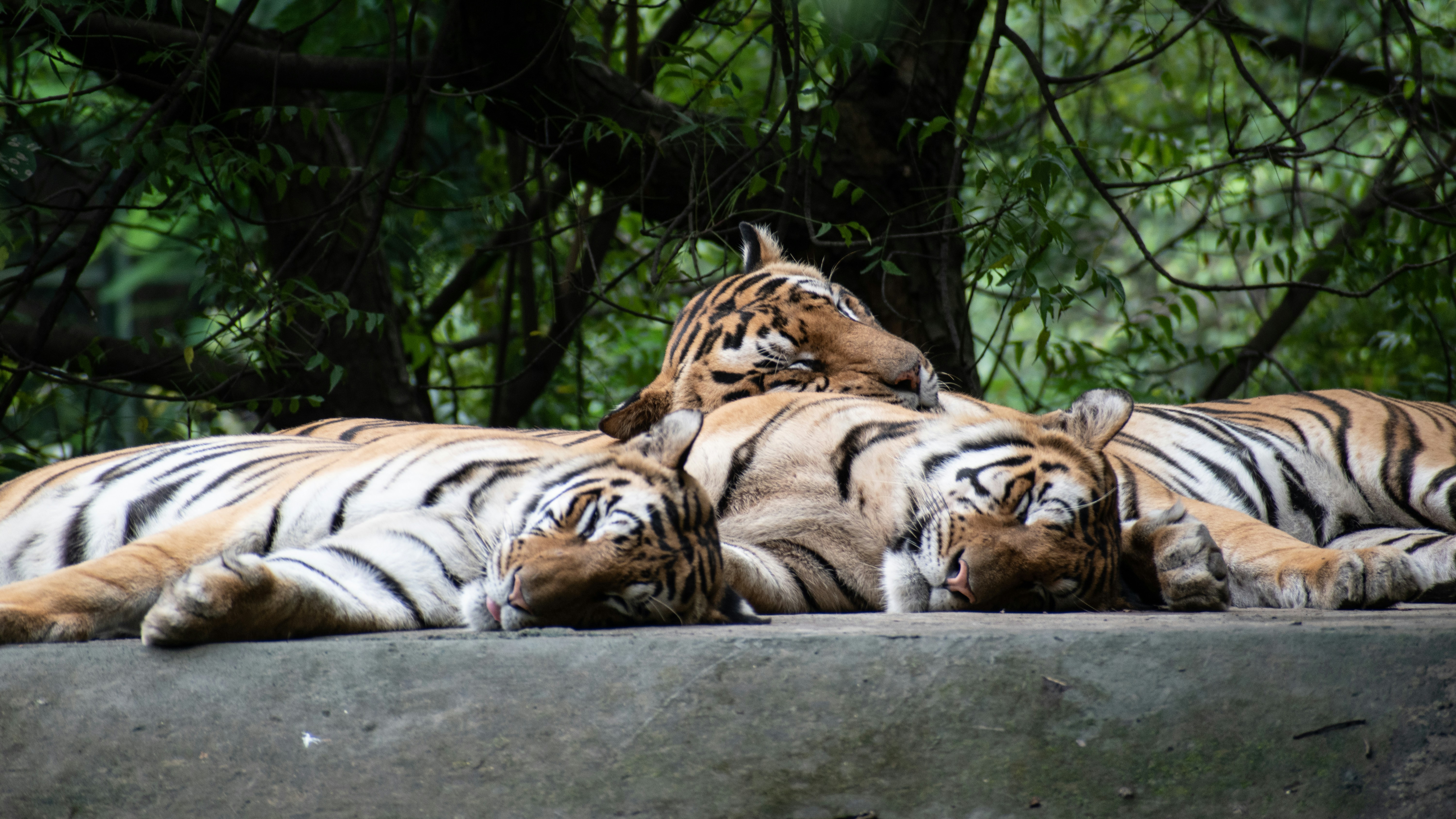 Midday Slumber: Twin Tigers Lounge on a Weathered Ledge
