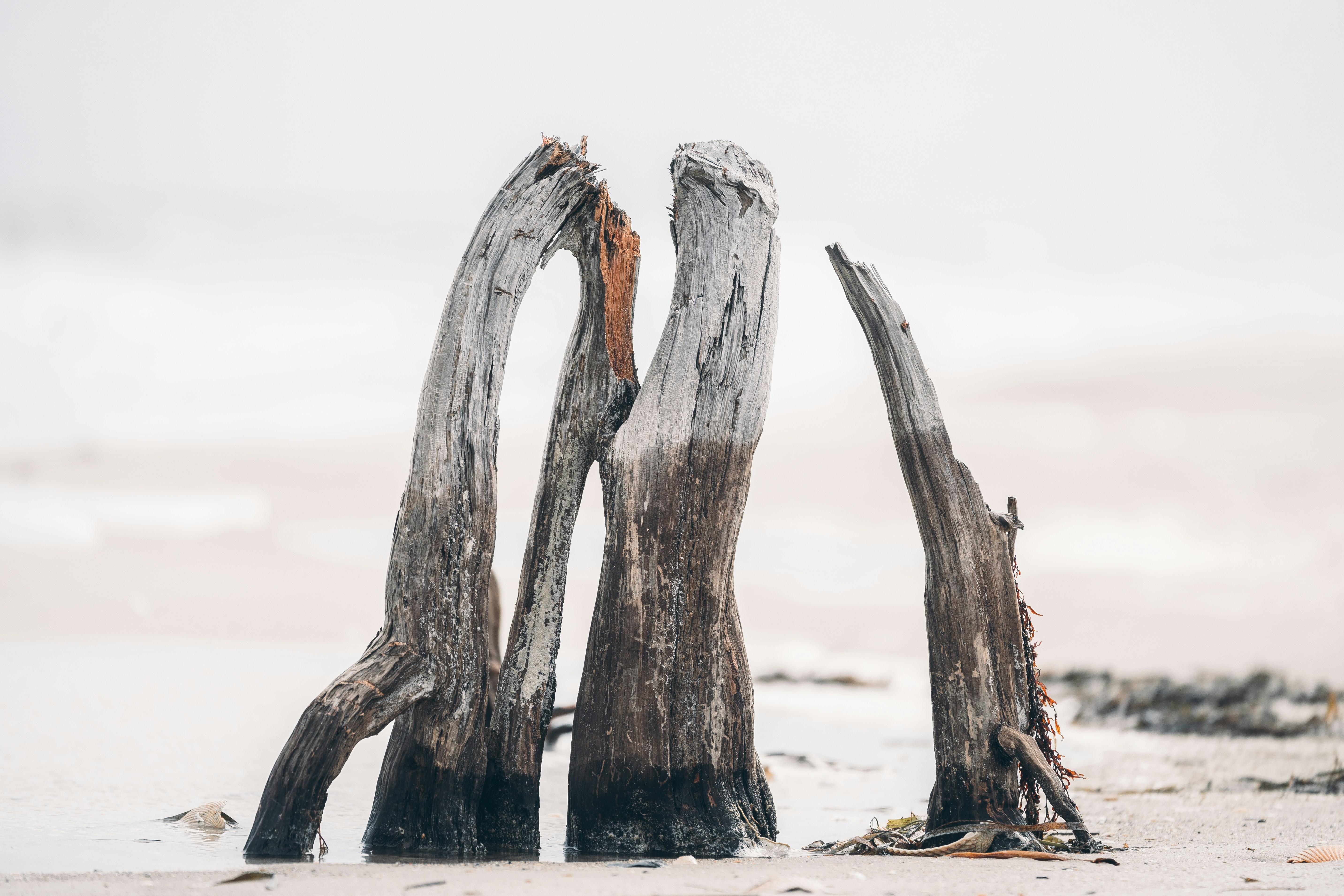 Brown wood log on white sand during daytime photo – Free St. george ...