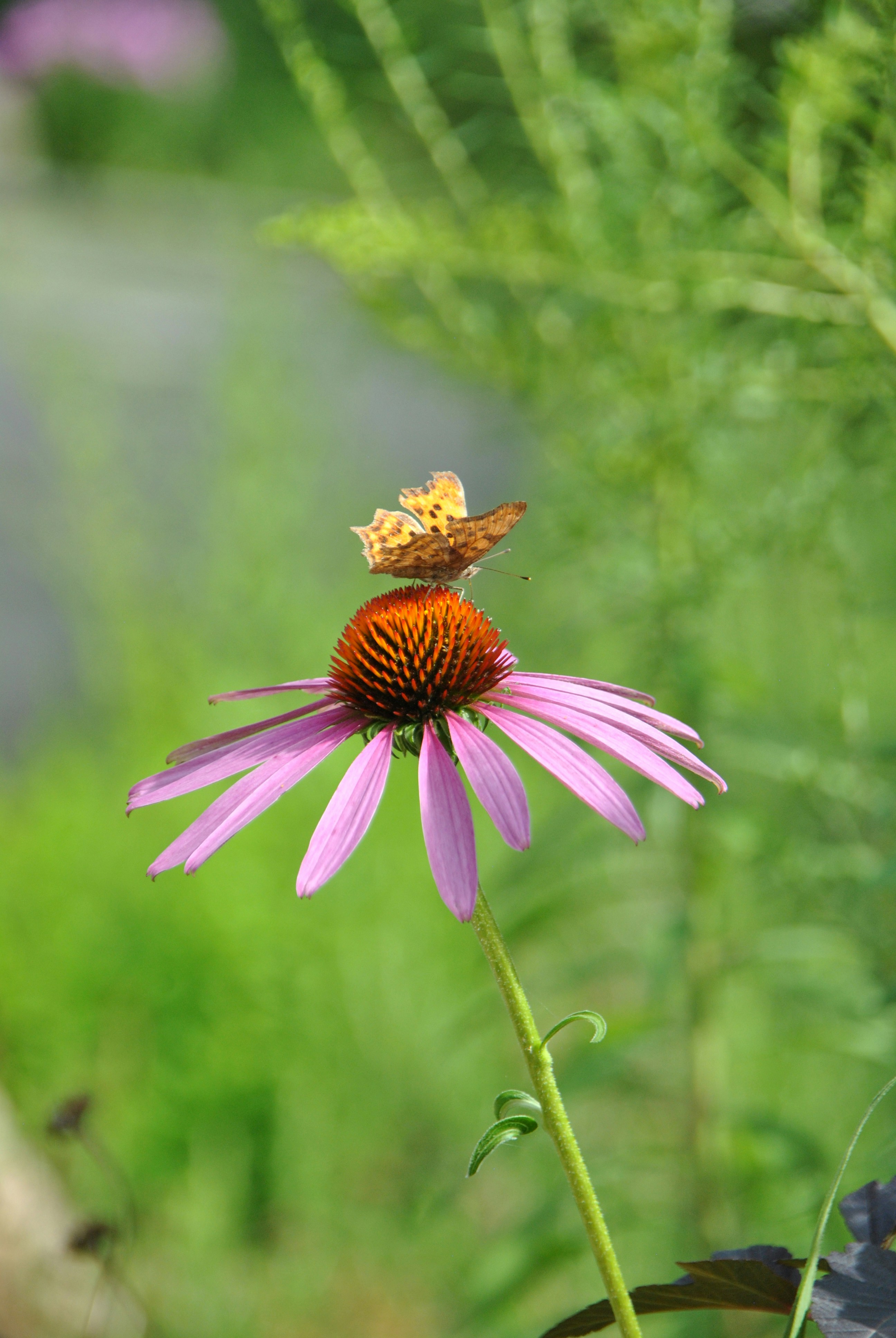 Butterfly on a Violet Coneflower: A Delicate Pause in the Meadow