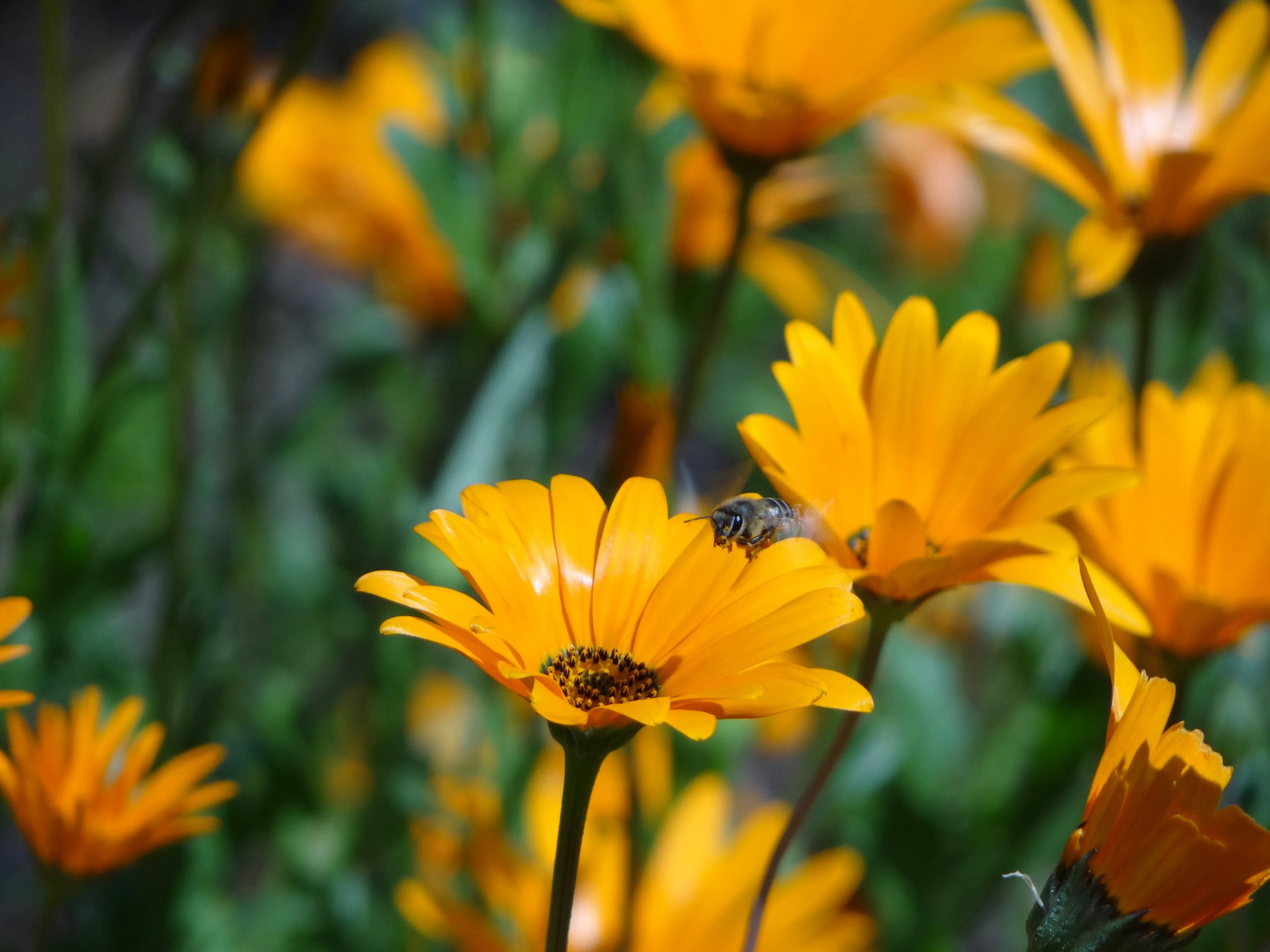 Macro photograph of vibrant yellow flowers with a bee resting on the central blossom, rendered with shallow depth of field. The focus draws attention to the bee and the blossom's texture.