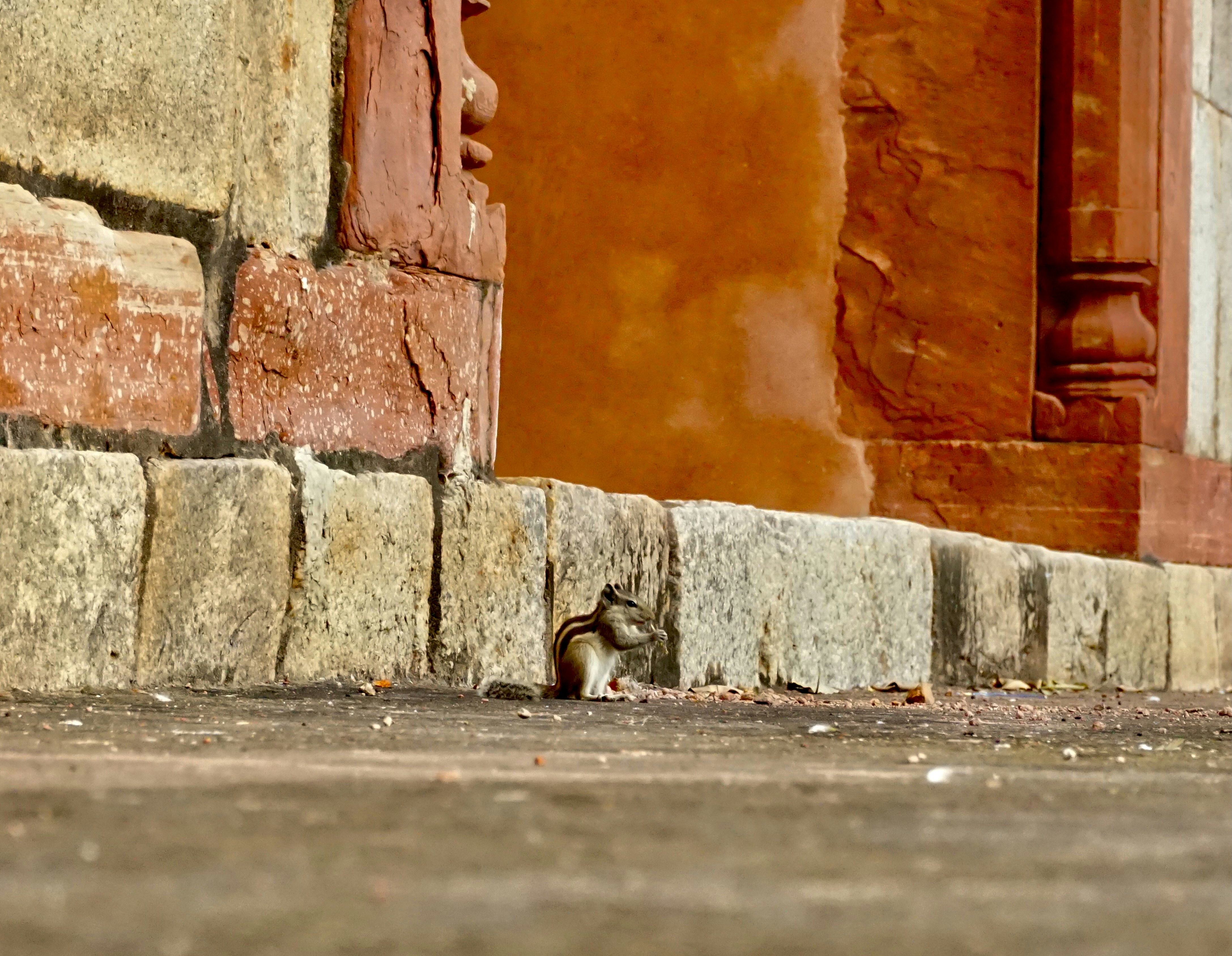 Squirrel at the Sunlit Threshold