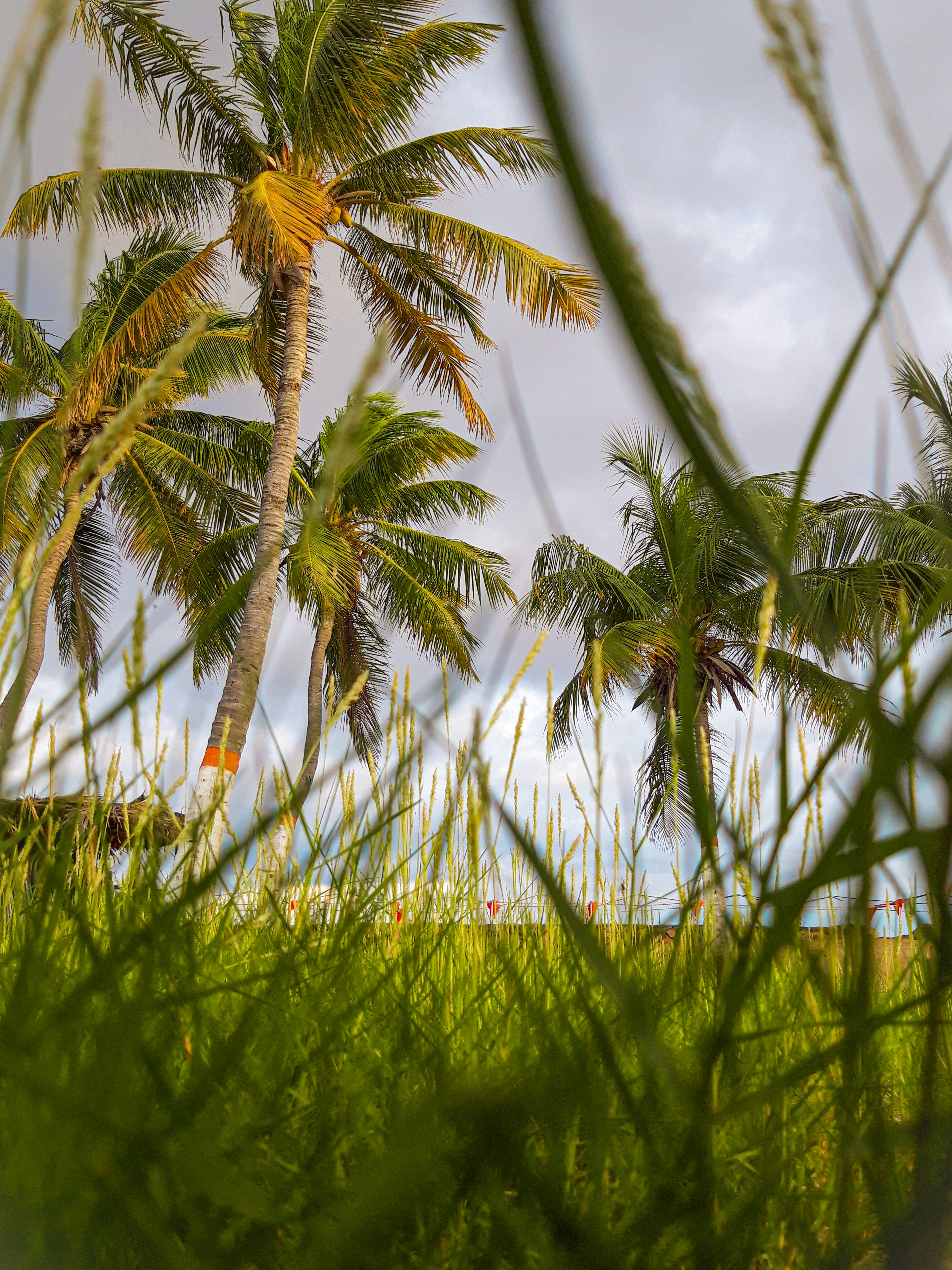 Lush green grass frames a cluster of palm trees swaying gently in the breeze, hinting at a tranquil beach setting. The scene captures a vibrant tropical atmosphere.