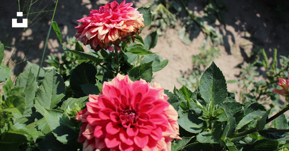 Foto Flor Rosada Con Hojas Verdes Imagen Florecer Gratis En Unsplash