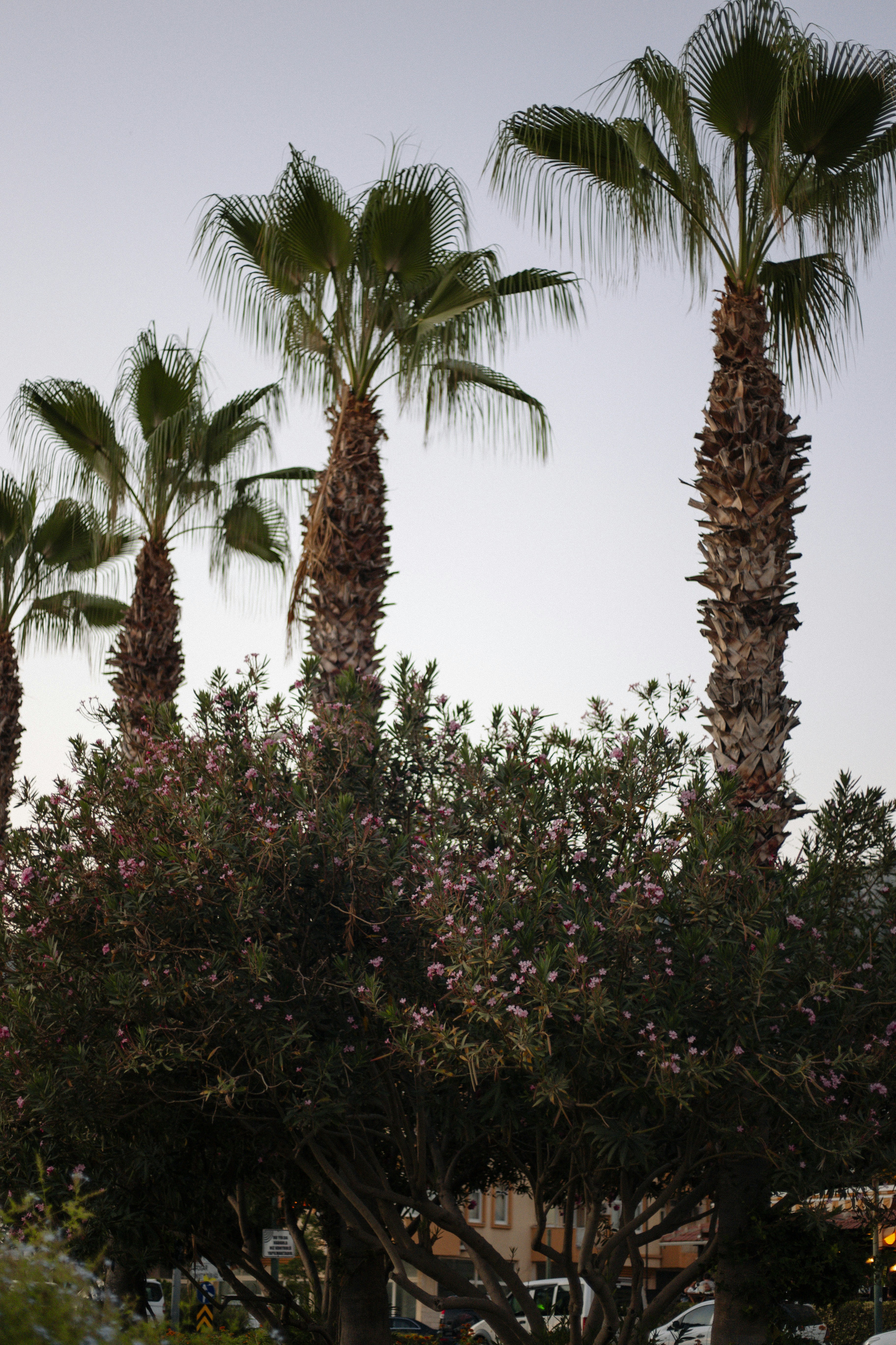 Pink Florals Framing Tall Palms at Dusk