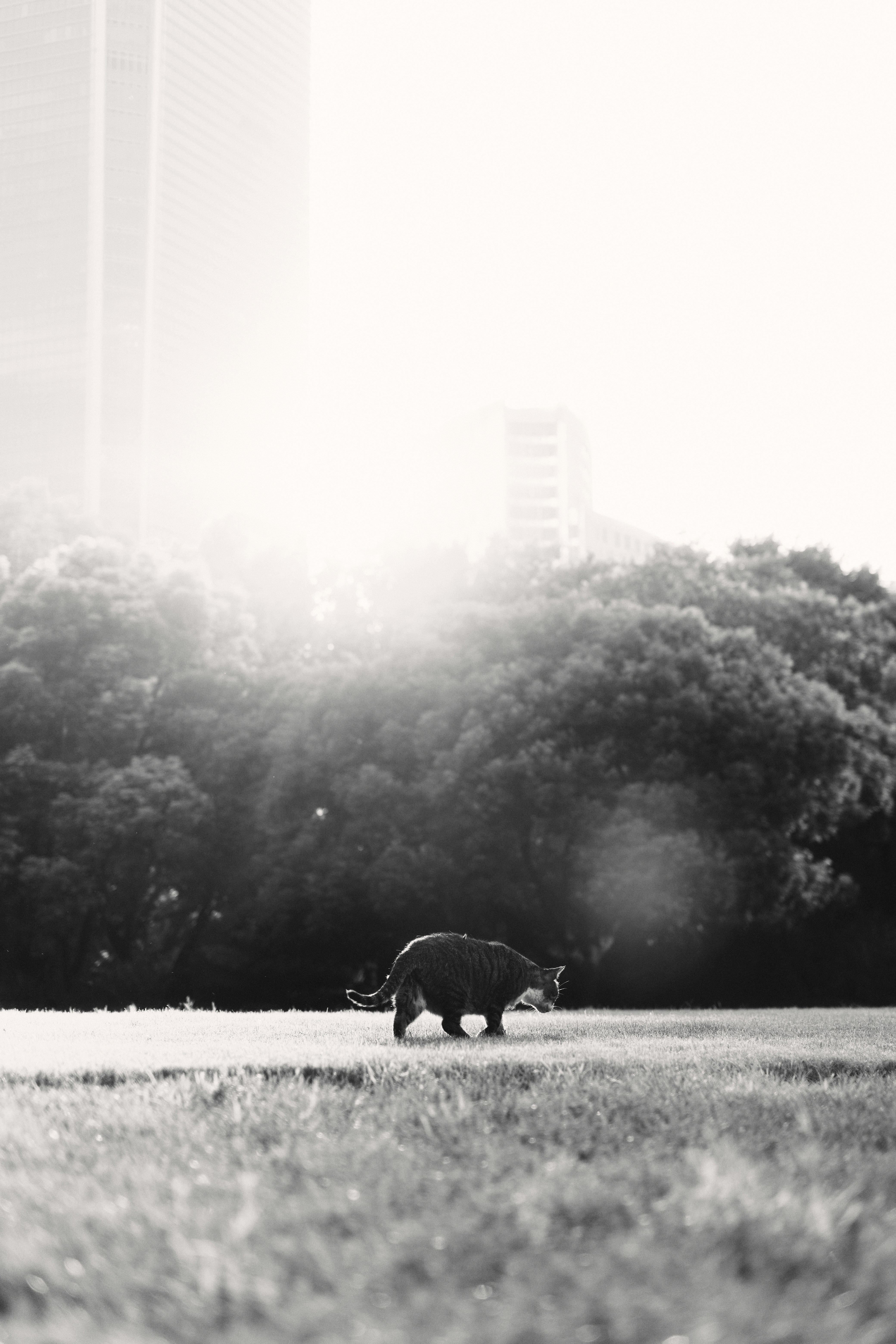 Sunlit Prowl: A City Park Cat Under Backlit Skyscrapers