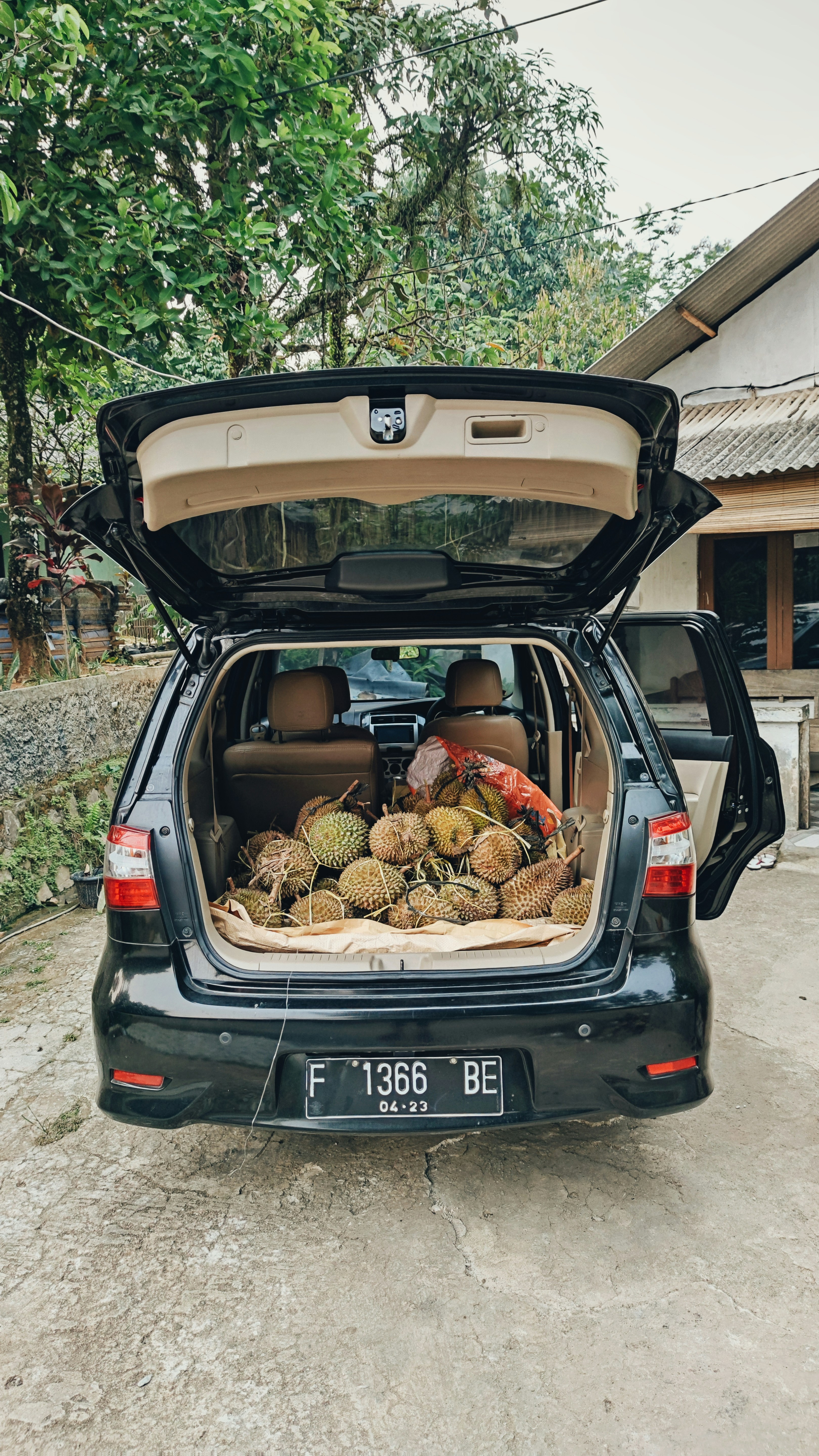 Rear view of a black SUV with the trunk open, revealing a heap of durians filling the cargo area beneath beige interior seats.