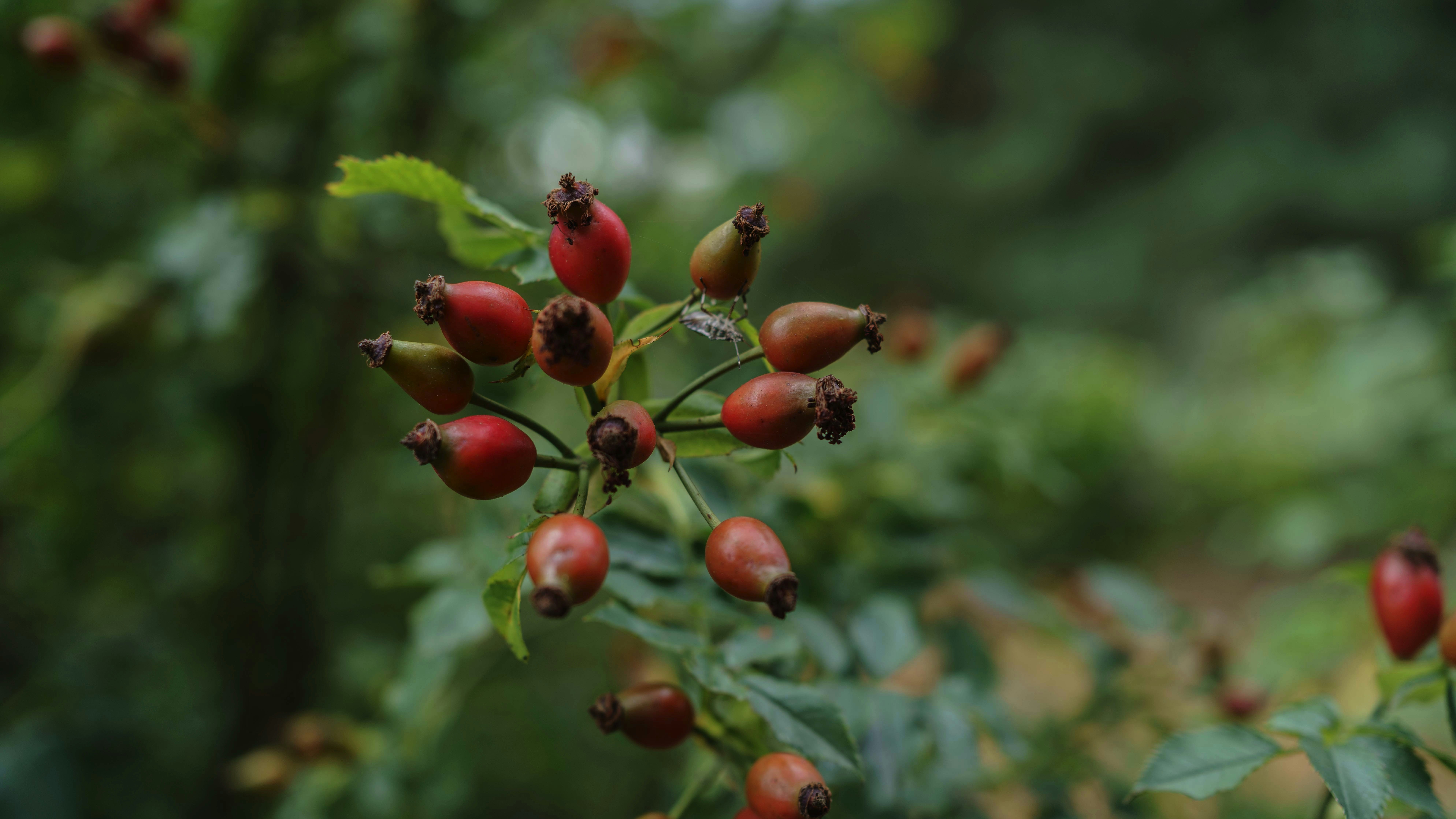 Fruits ronds rouges dans une lentille à bascule photo – Photo Plante ...