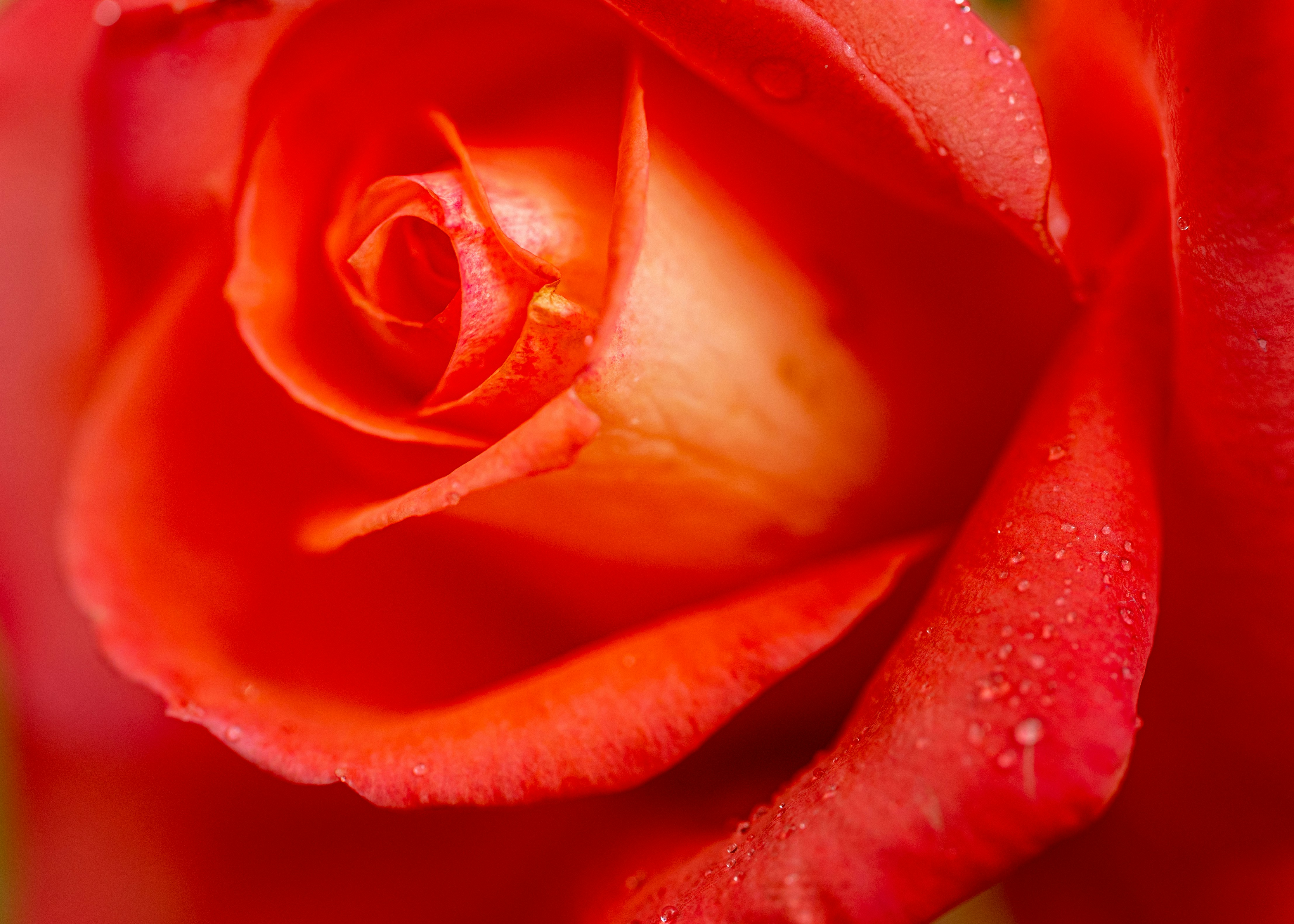 red and yellow rose in bloom