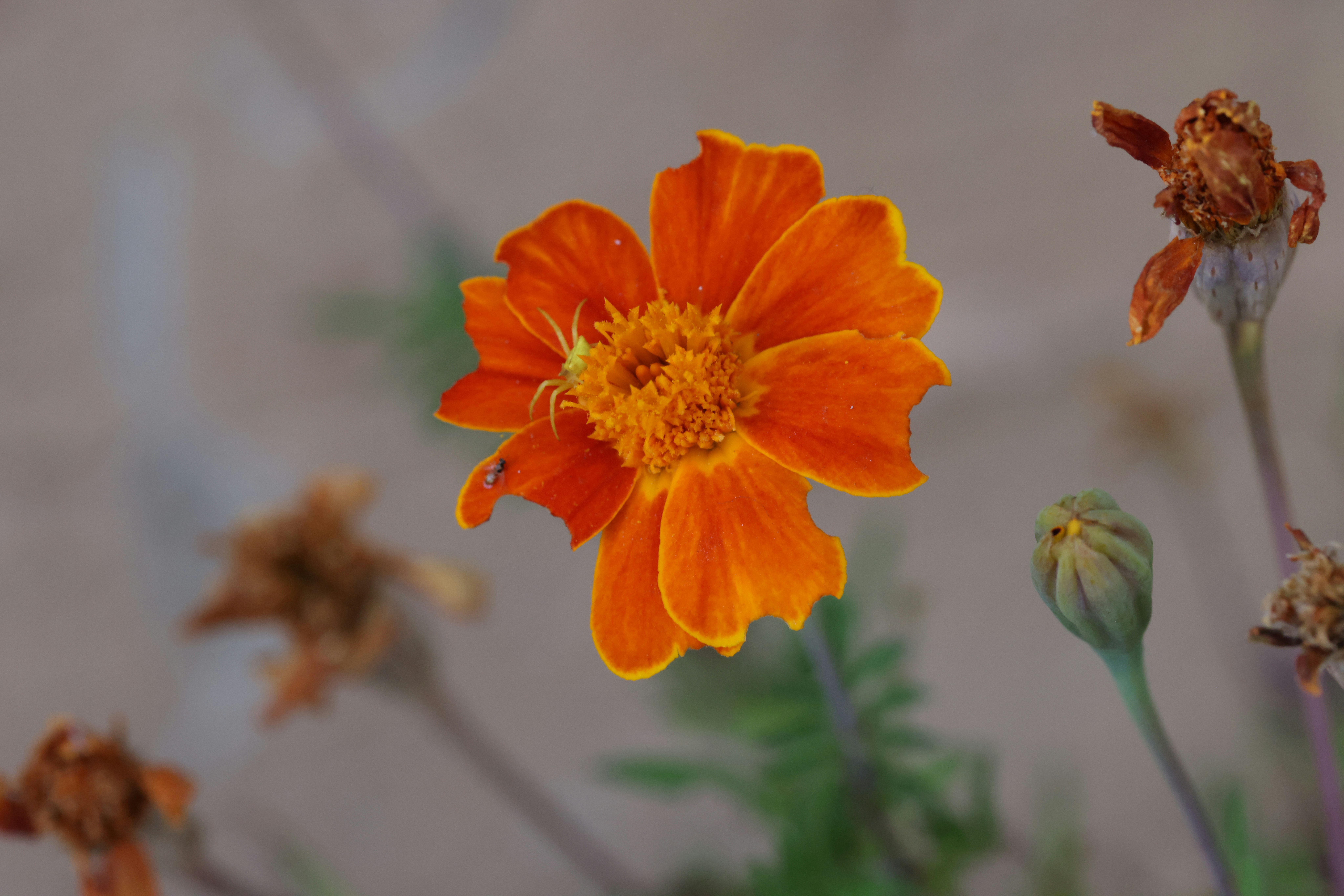 Flame-Orange Marigold in Sharp Focus Against a Soft Garden Blur