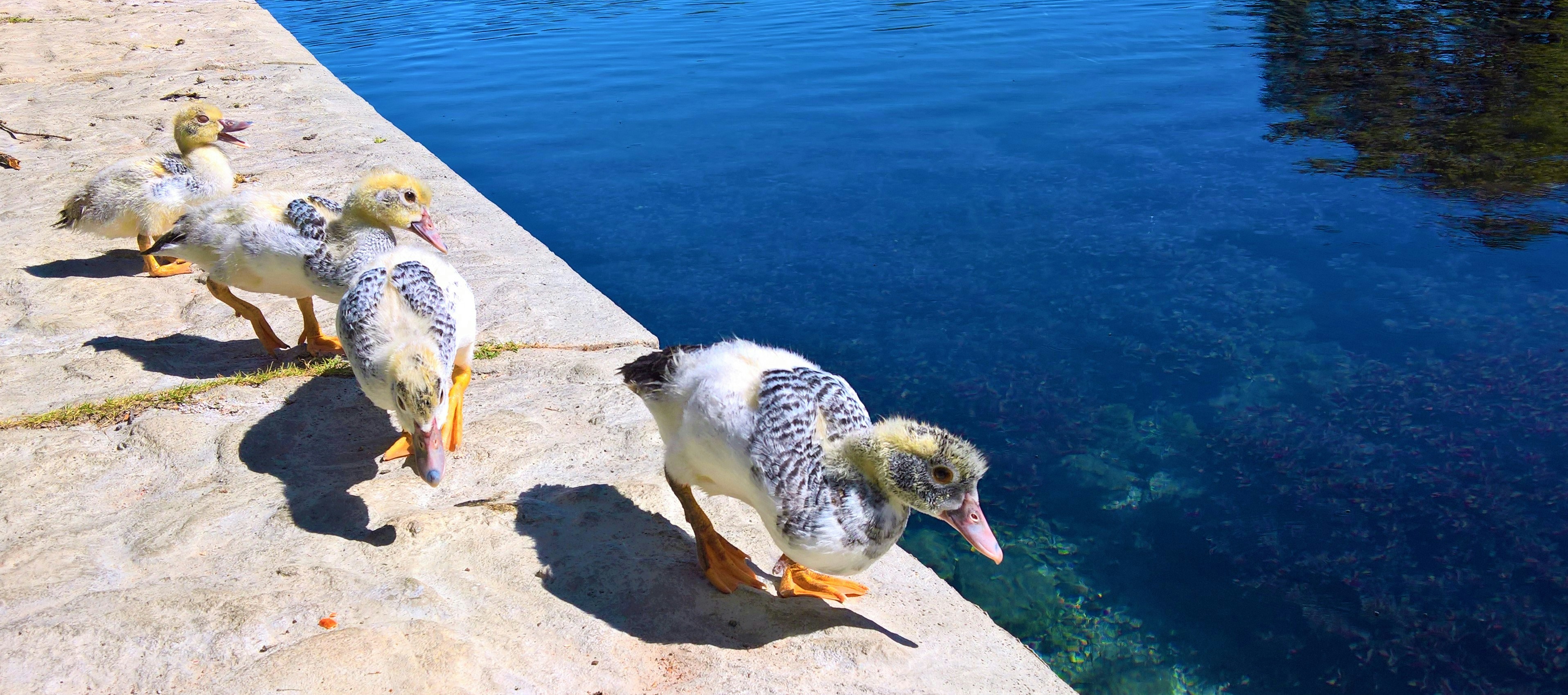 Photo shows four ducklings walking along a sunlit concrete lakeside edge beside vivid blue water.