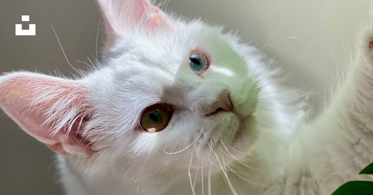 머리에 녹색 잎이있는 흰 고양이 사진 Unsplash의 무료 플로리다 이미지