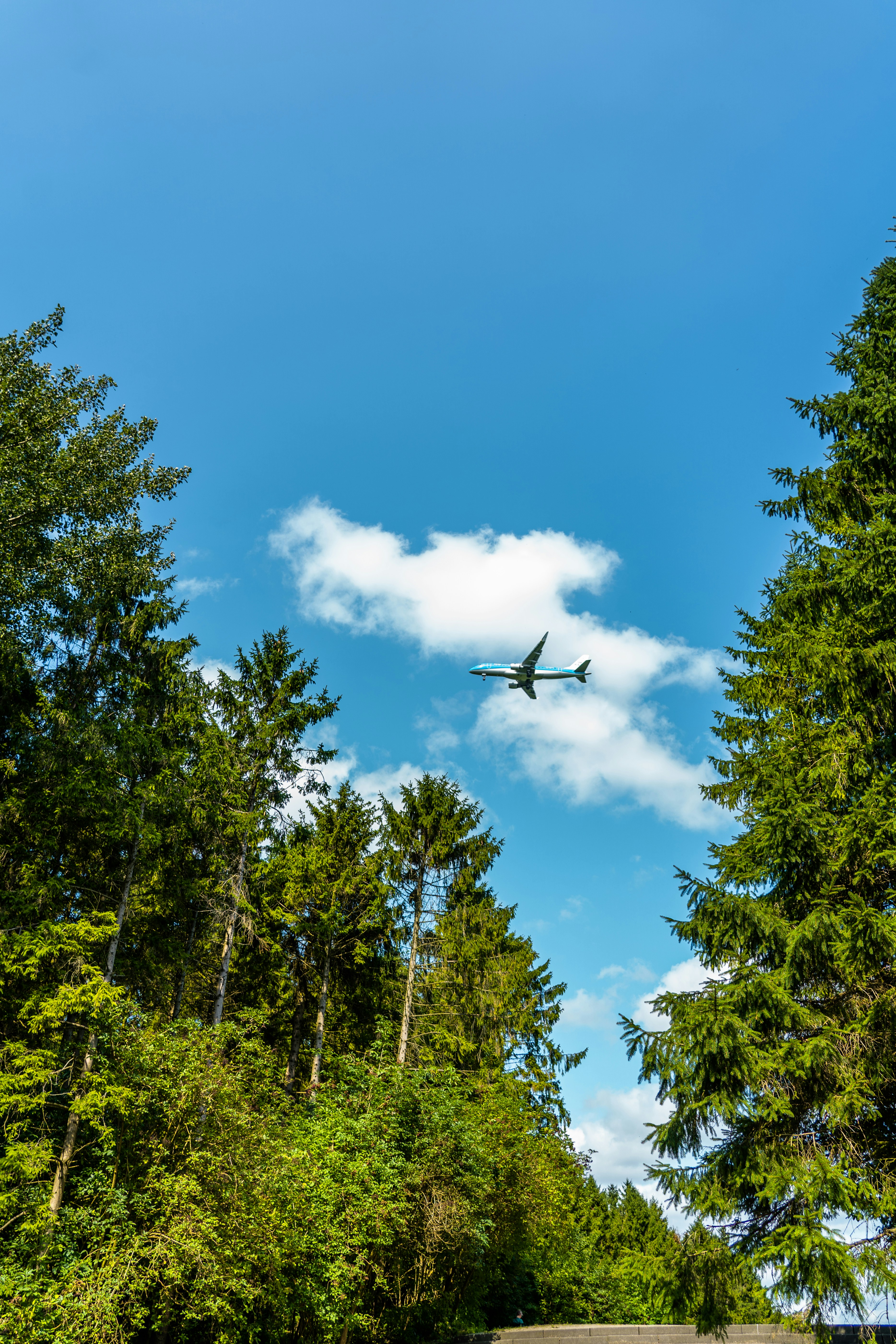 Jet Between the Pines: A Clear-Sky Crossing