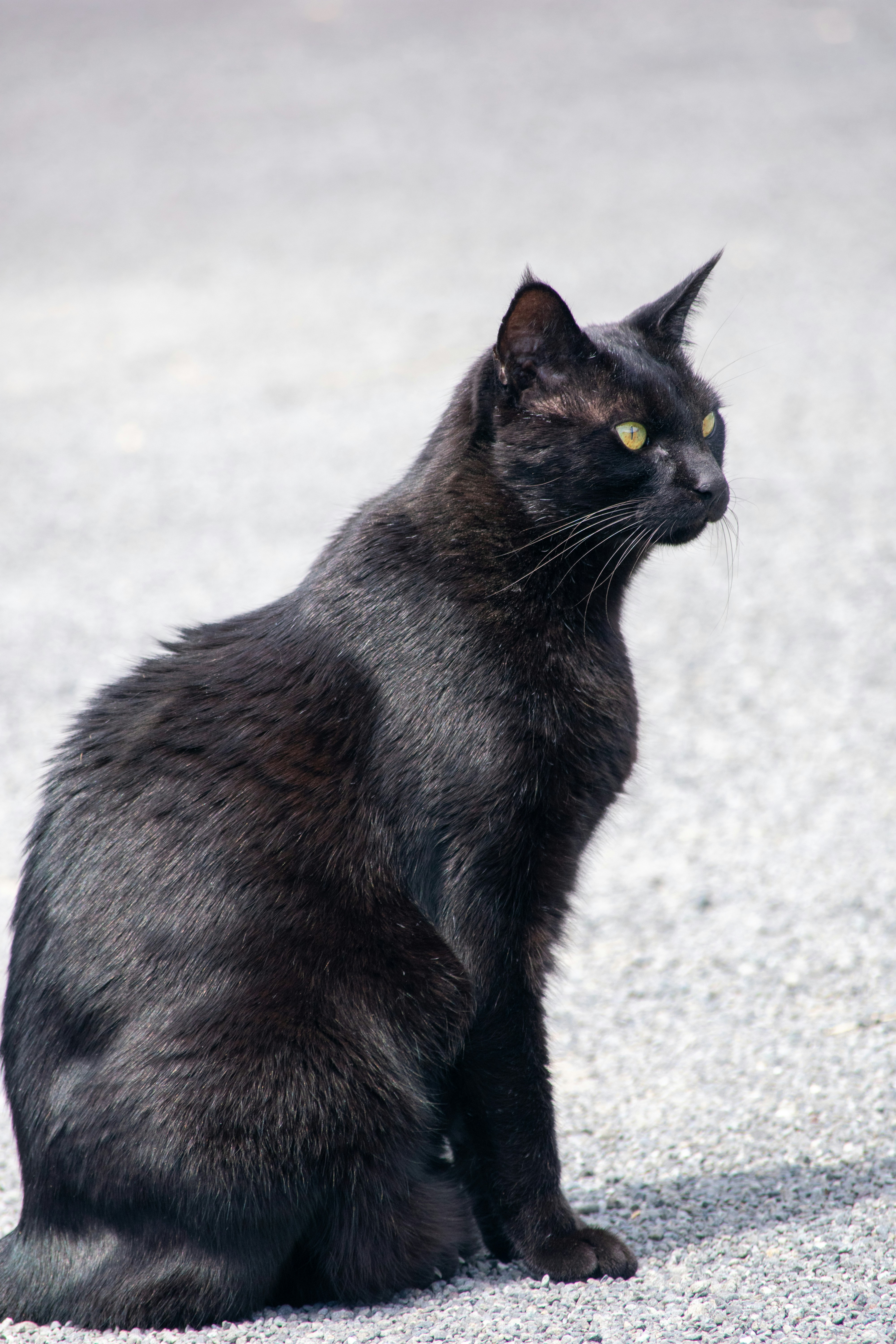 A sleek black cat poised in profile, observing its surroundings against a textured gray background.