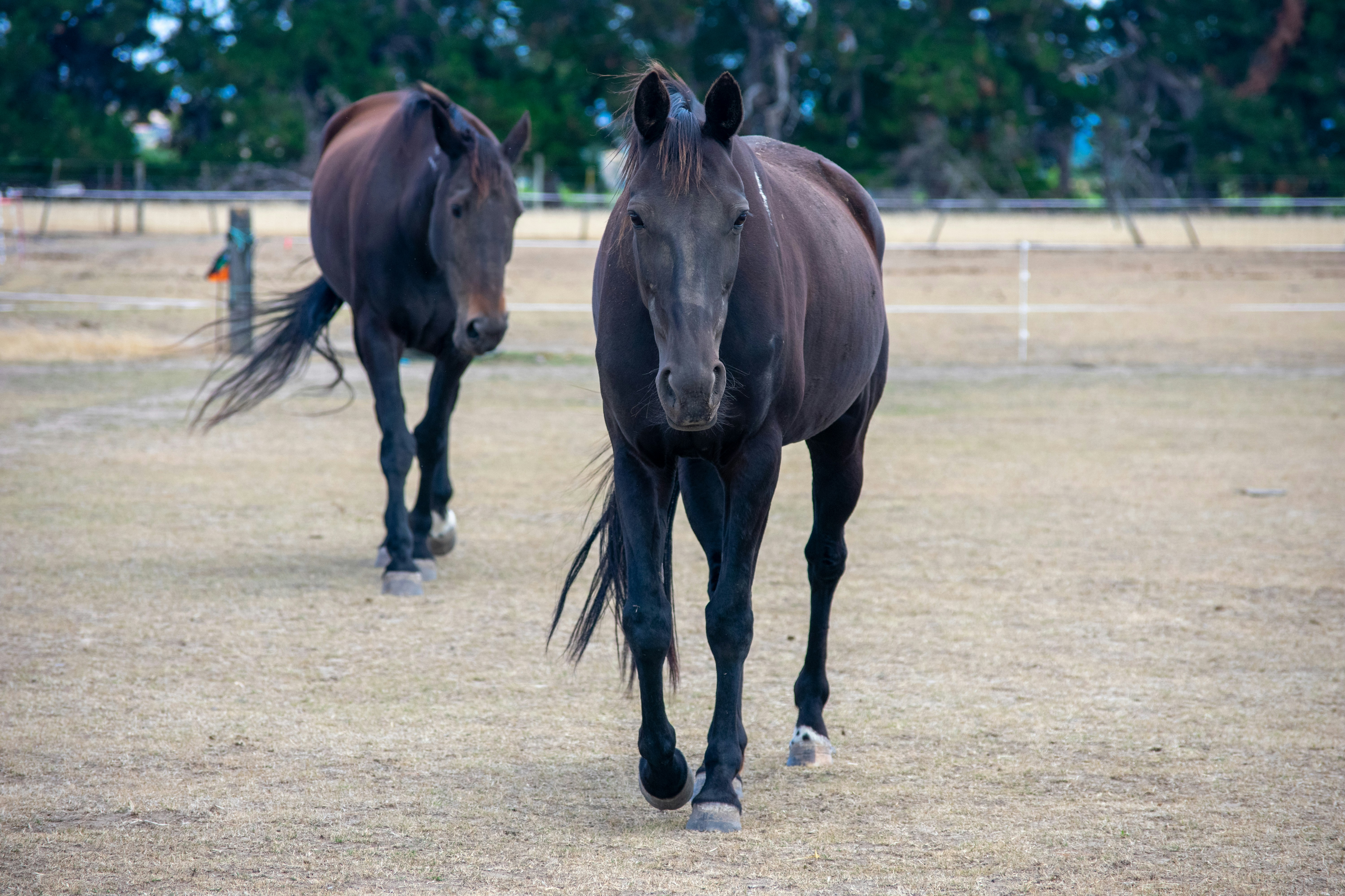 brown horse on brown field during daytime