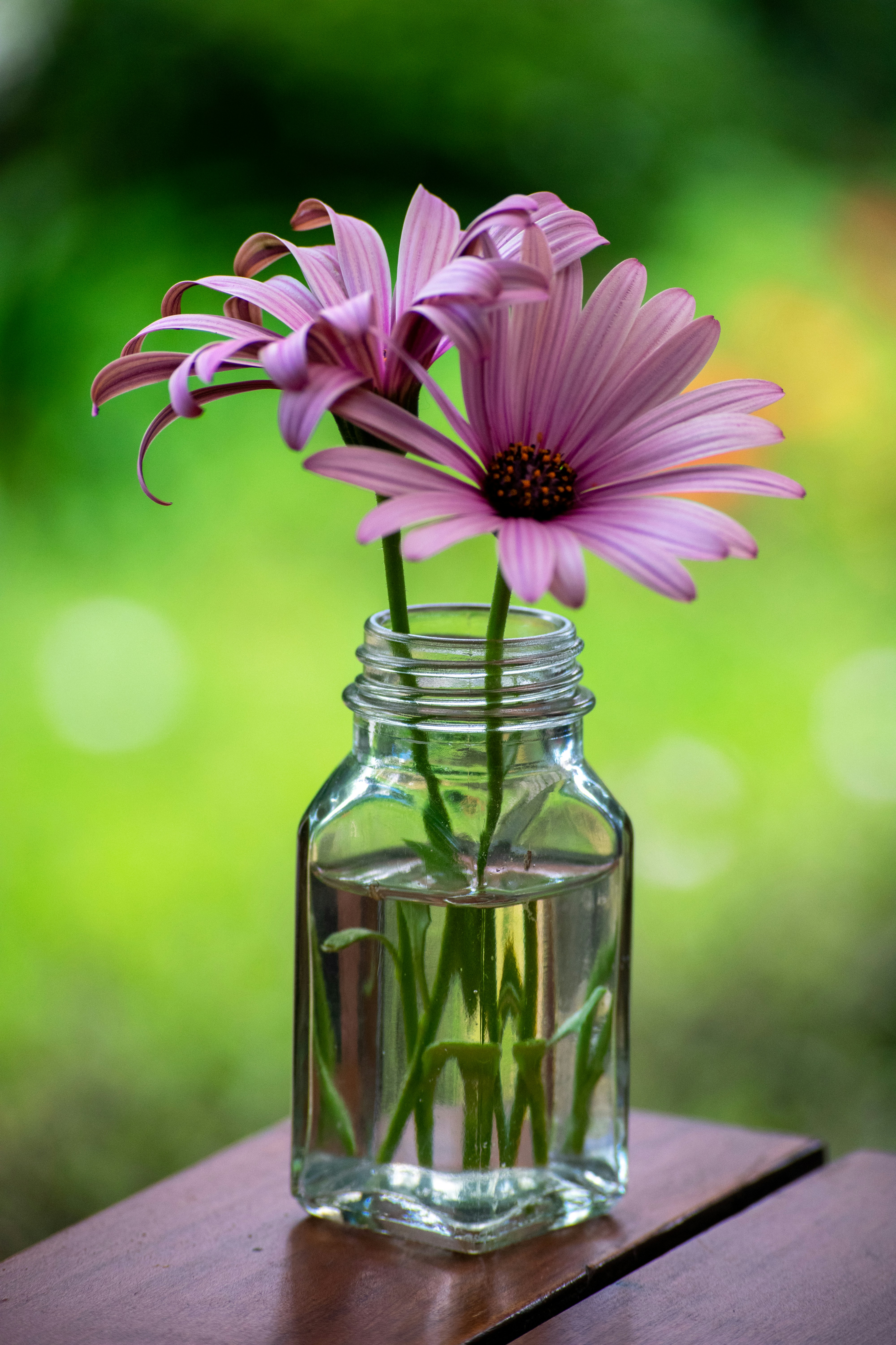 Two pink daisies gracefully arranged in a glass jar filled with water, set against a soft, blurred green background.