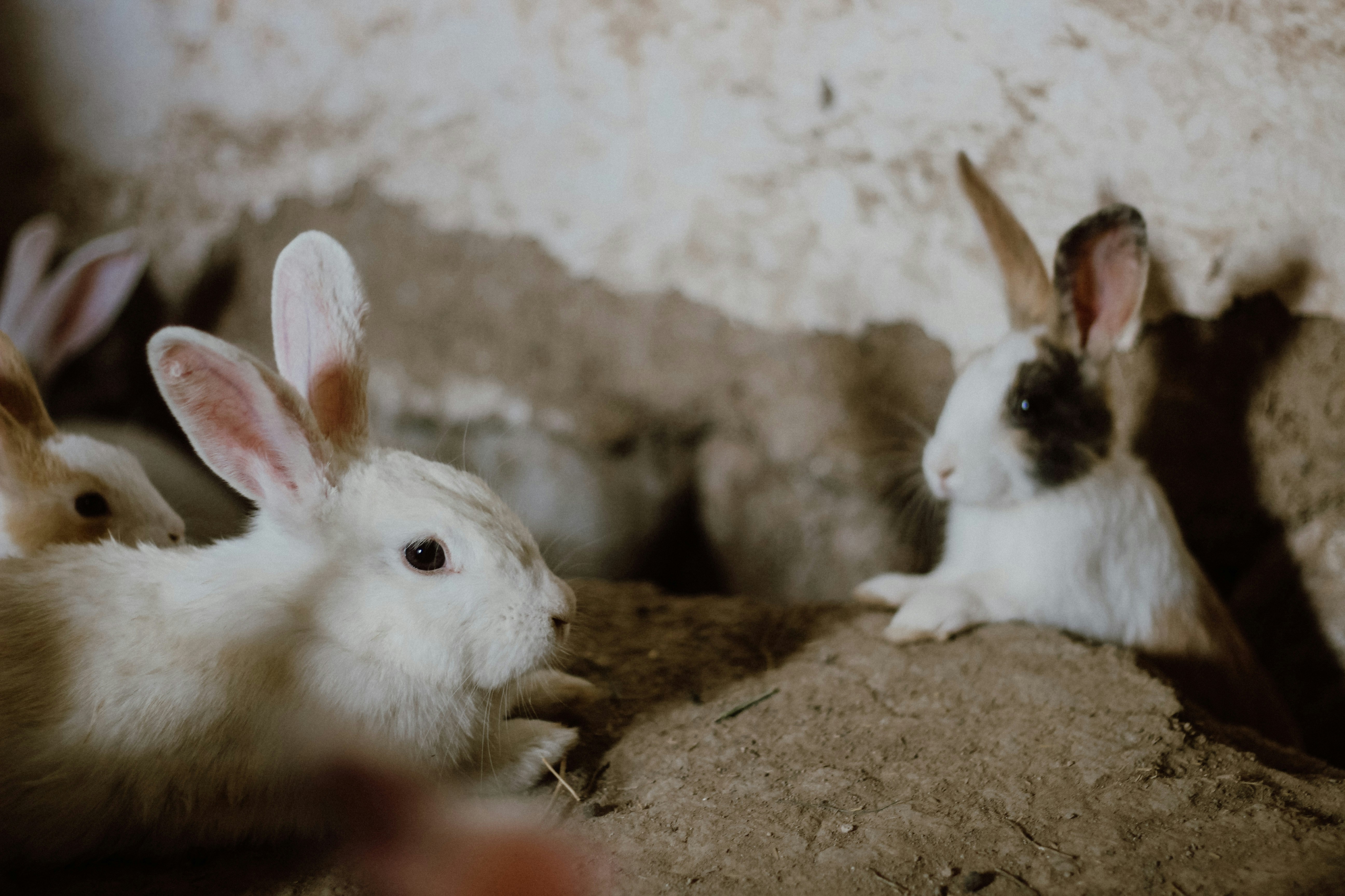 White rabbit on brown soil photo – Free Hare Image on Unsplash