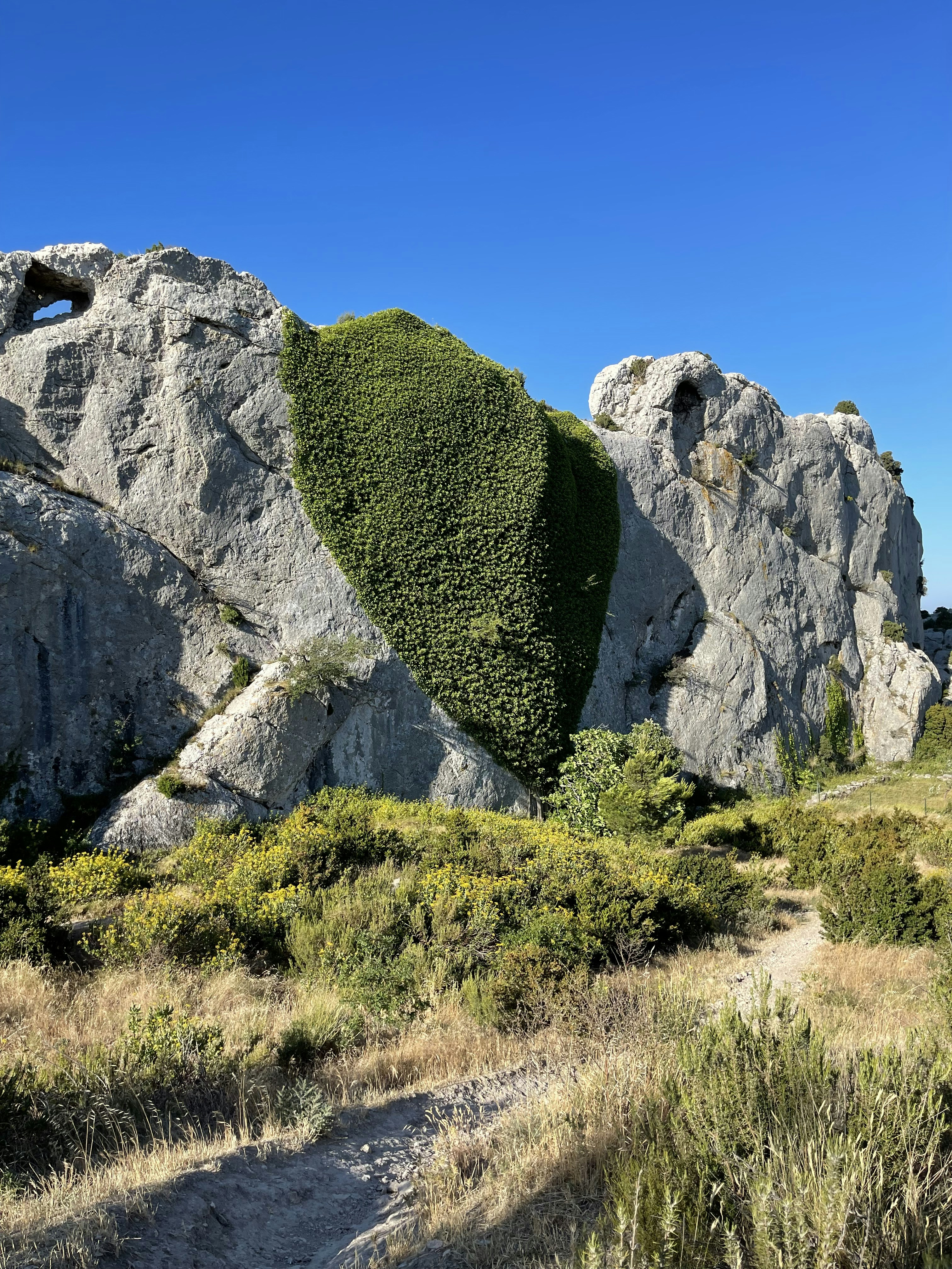 Ivy Veil on a Granite Monolith Under a Cobalt Sky