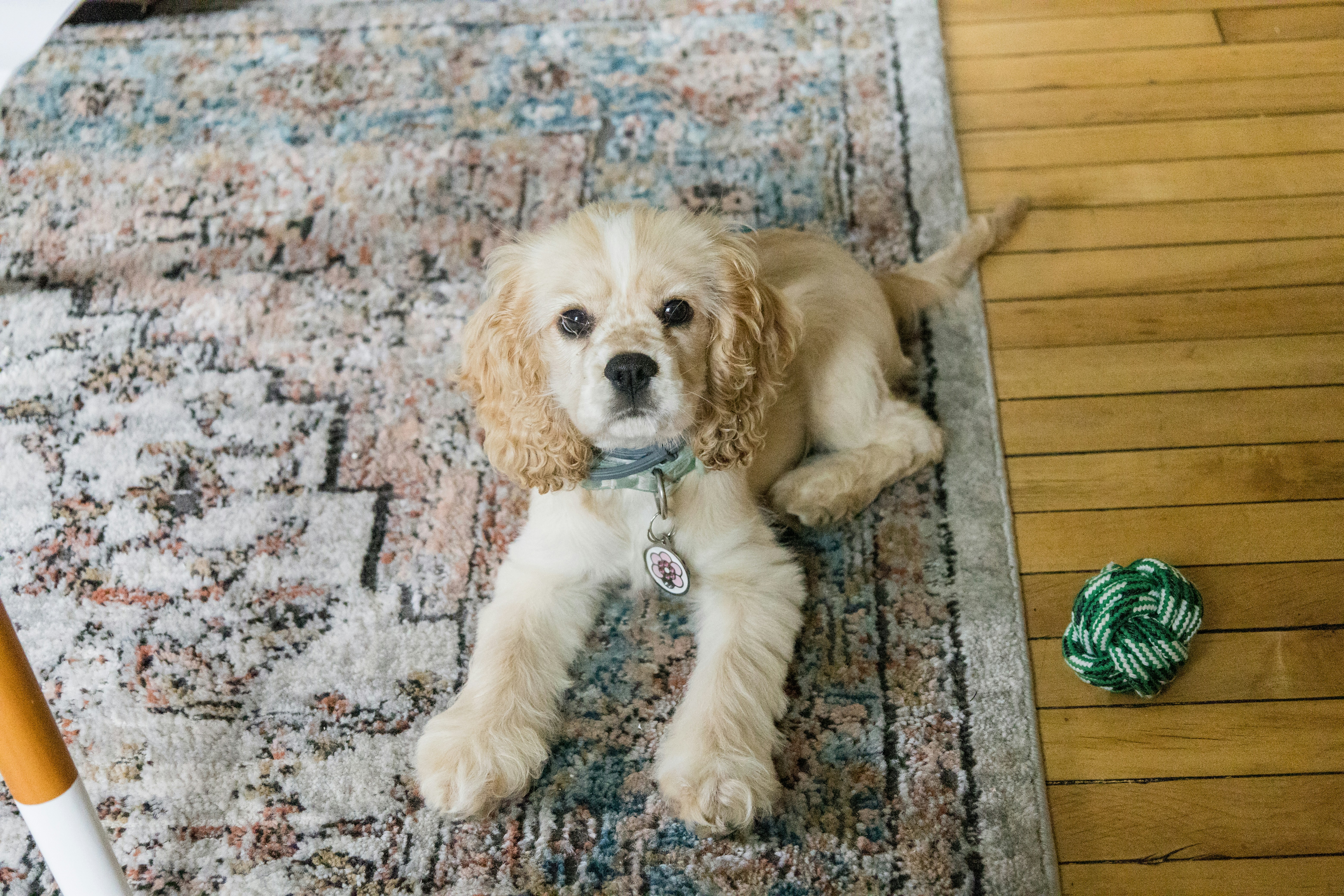 Cocker spaniel resting on a patterned rug, with a green toy nearby.