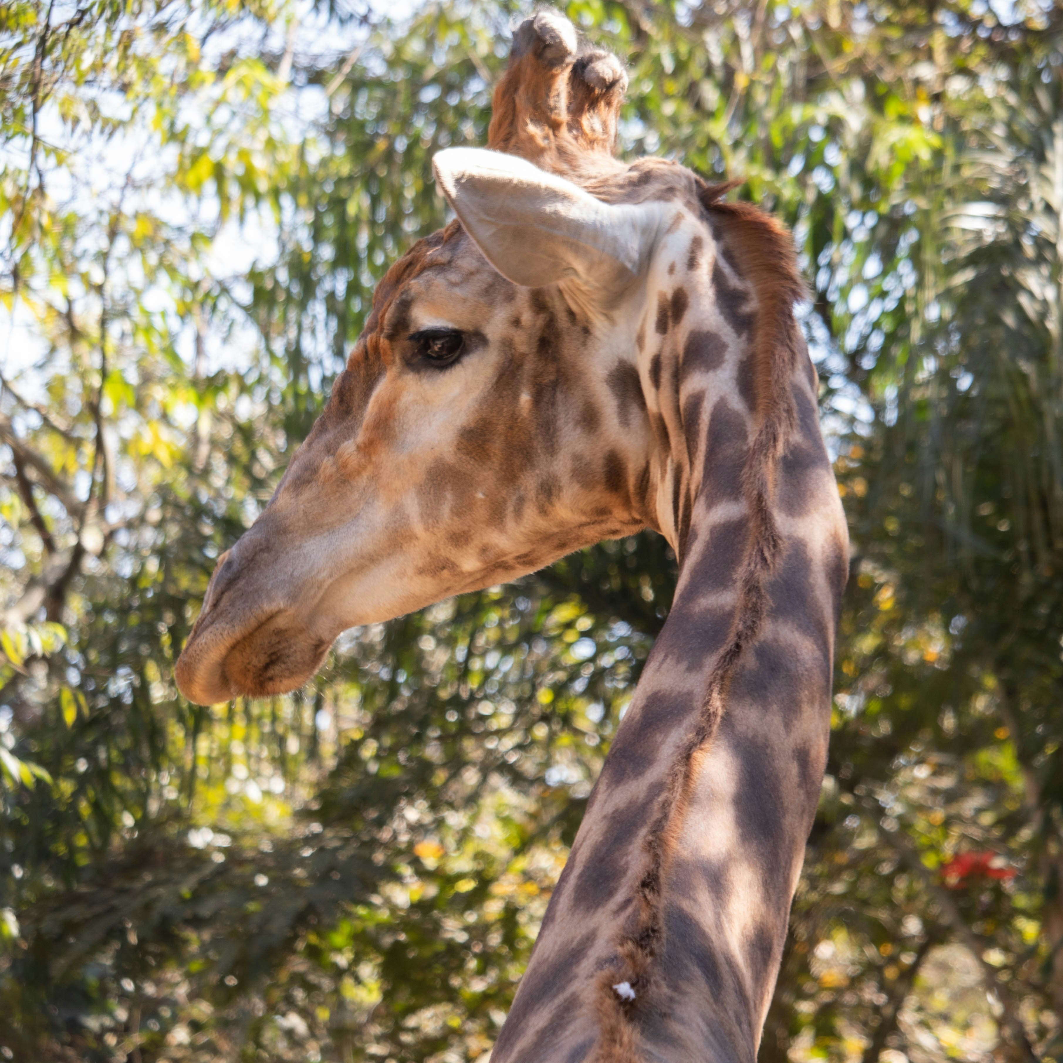 brown and white giraffe in forest during daytime
