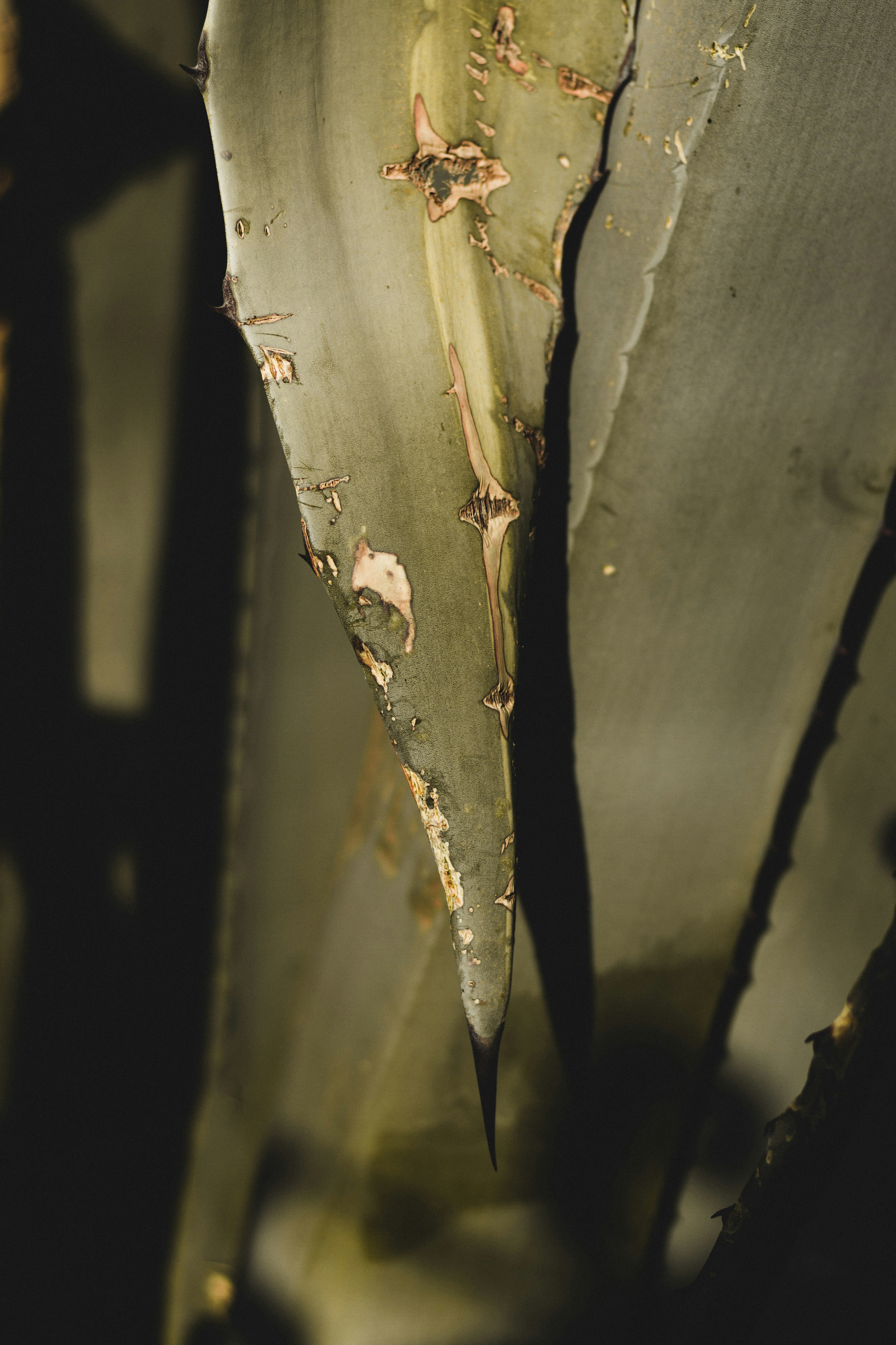 Central Spine: A Close-Up of Desert Plant Sutures in Soft Light